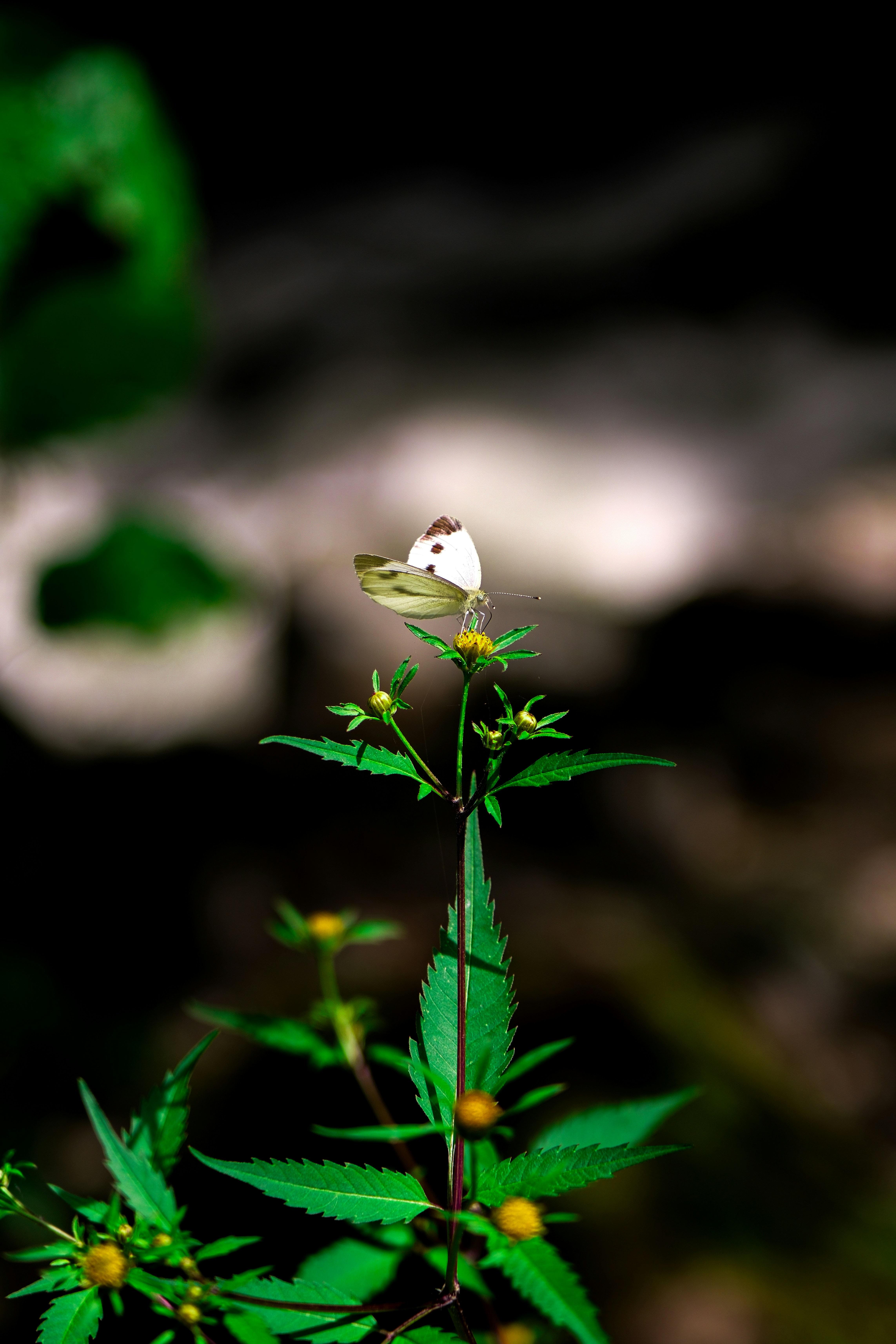 Whispering Wing: White Butterfly on a Serrated Green Stem