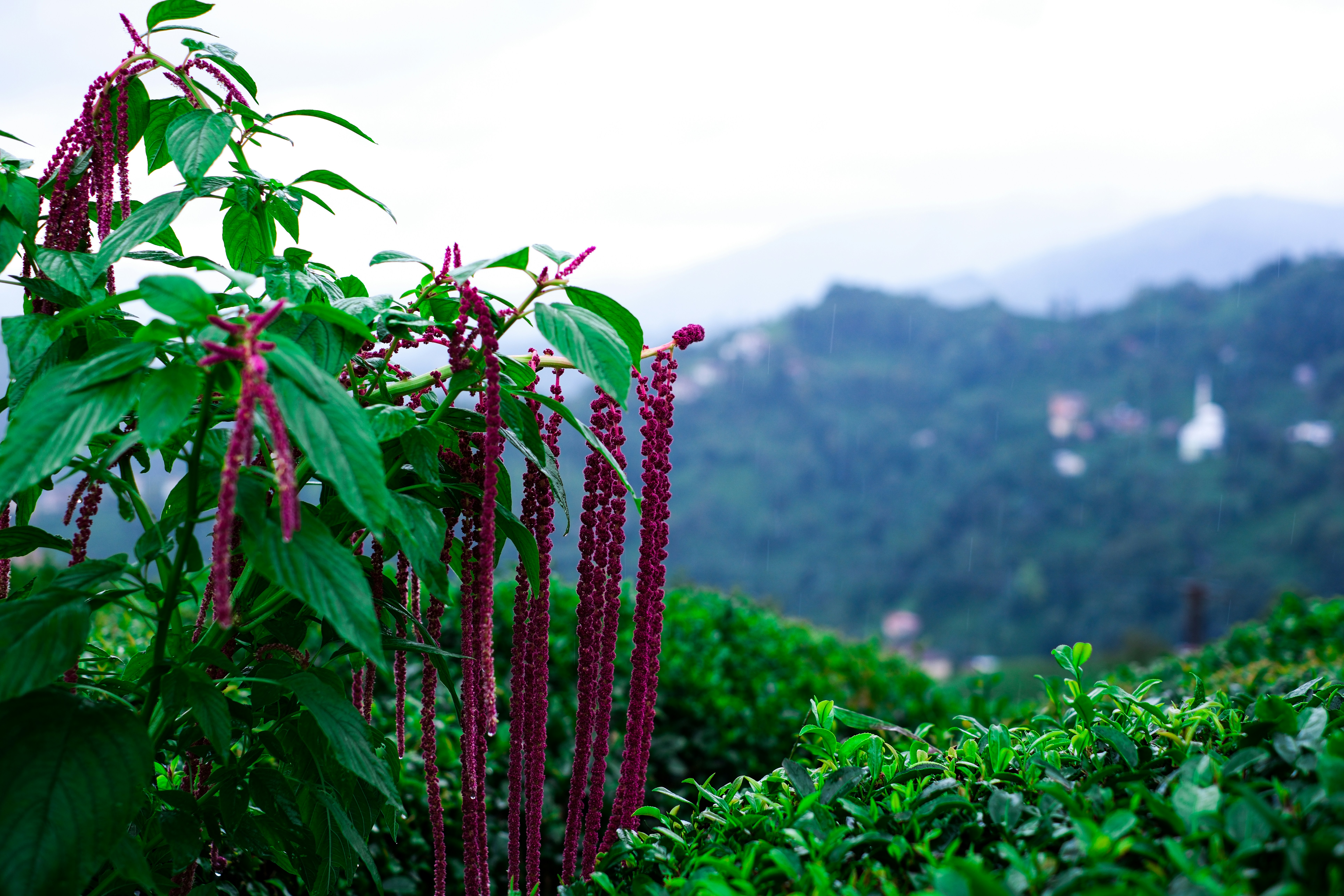 Whispers of Nature: A Serene Landscape