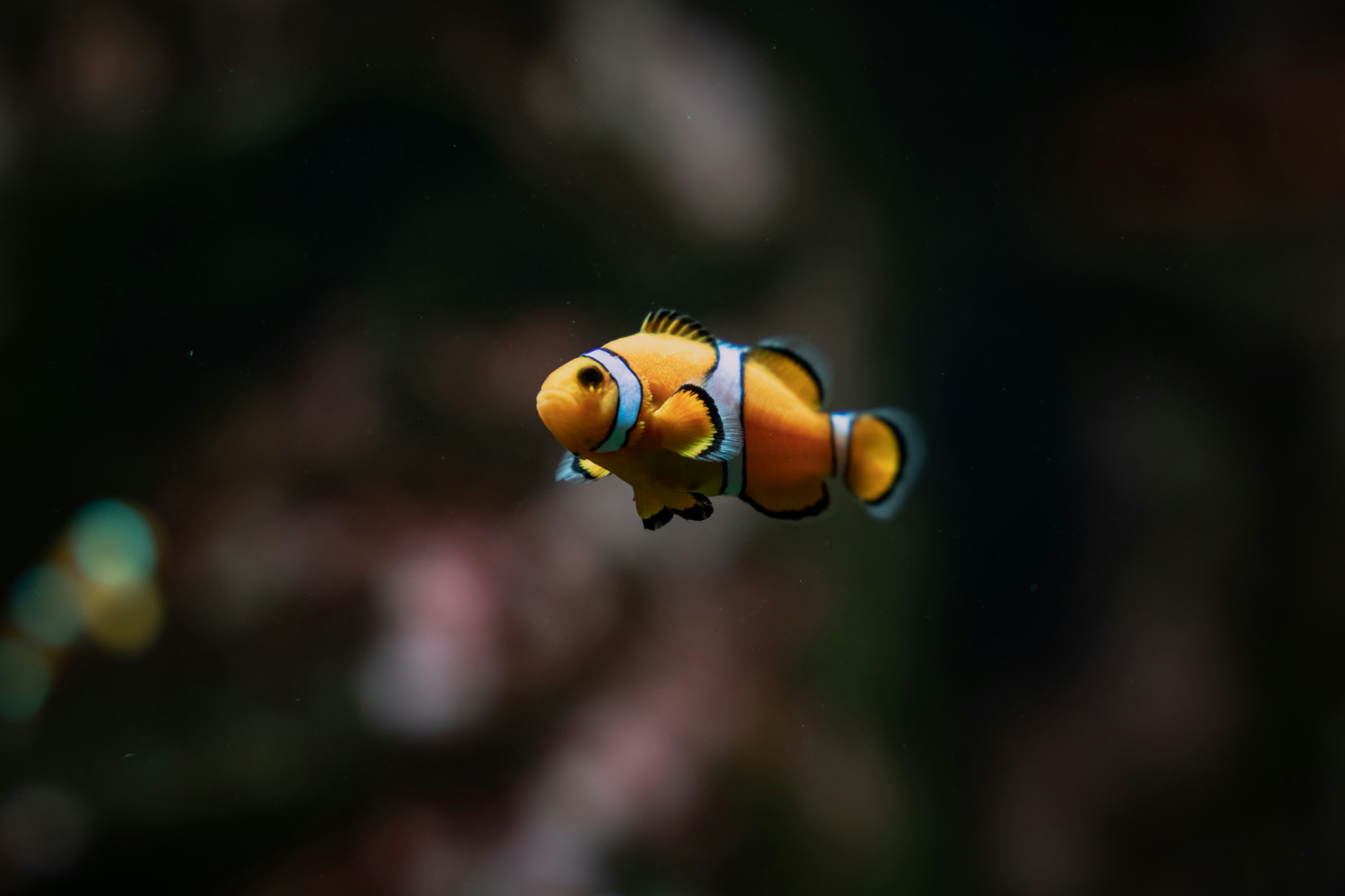 A clown fish swimming in an aquarium tank photo – Free Wallpaper Image ...