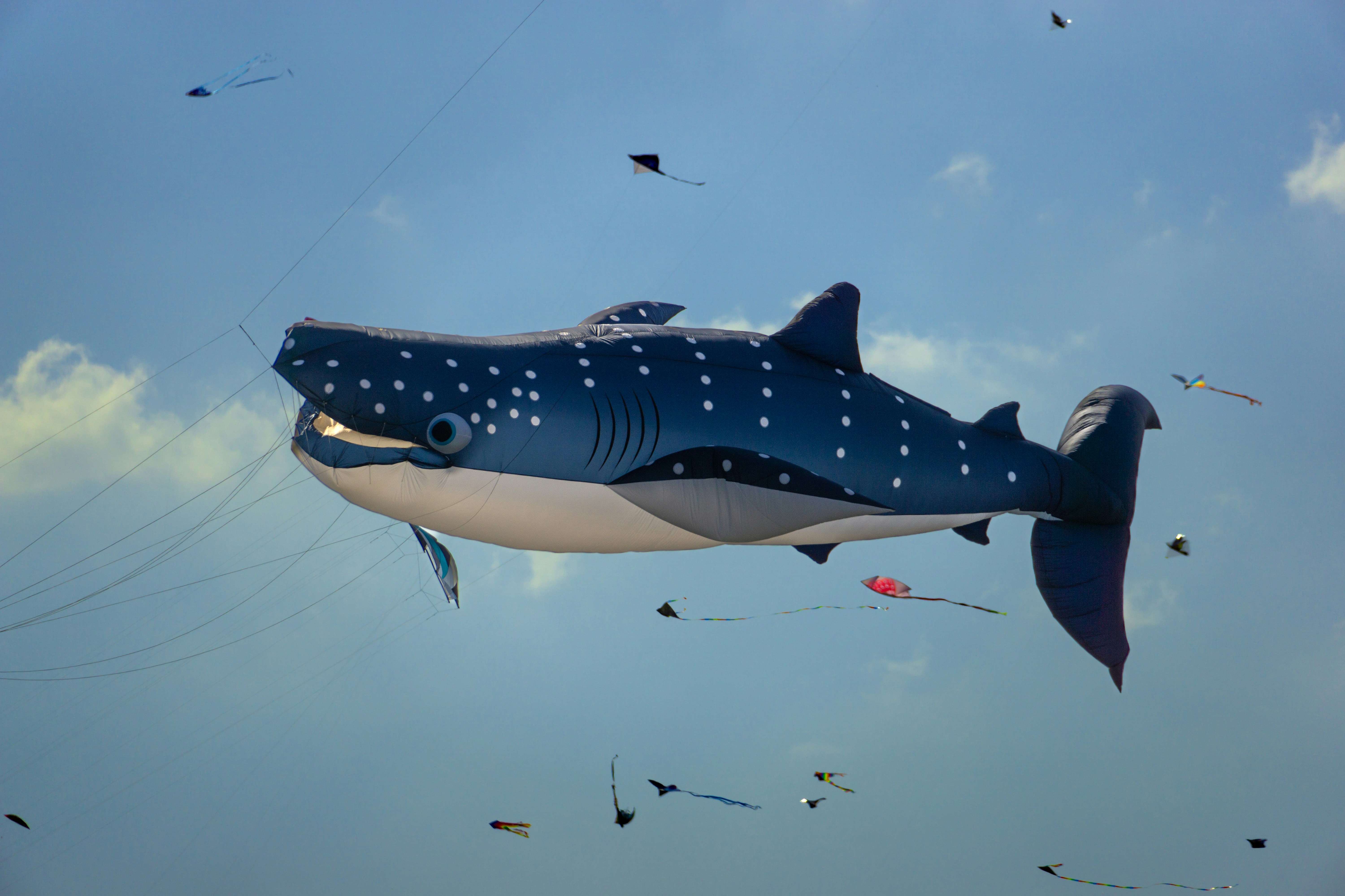 Whimsical Ocean Giant Takes Flight