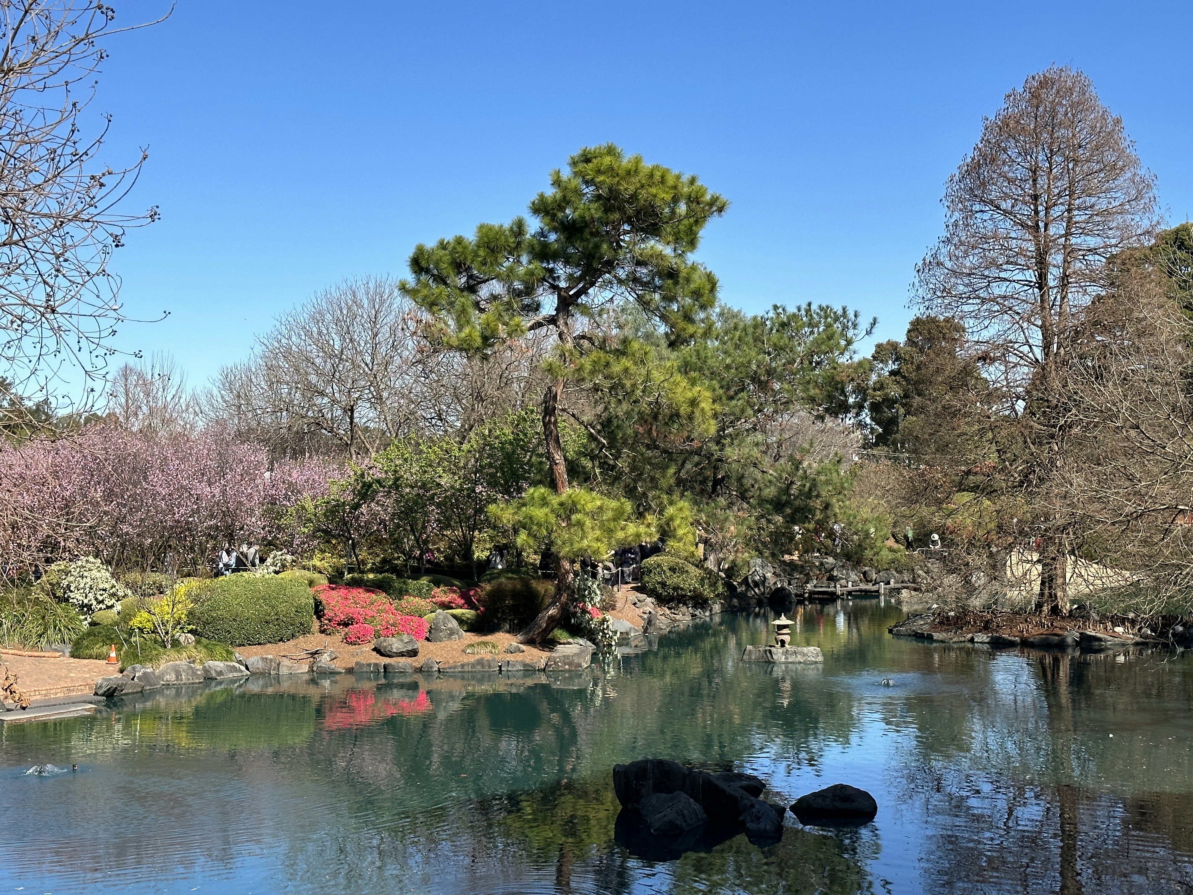 Reflections and Bonsai Serenity in a Spring Garden Pond