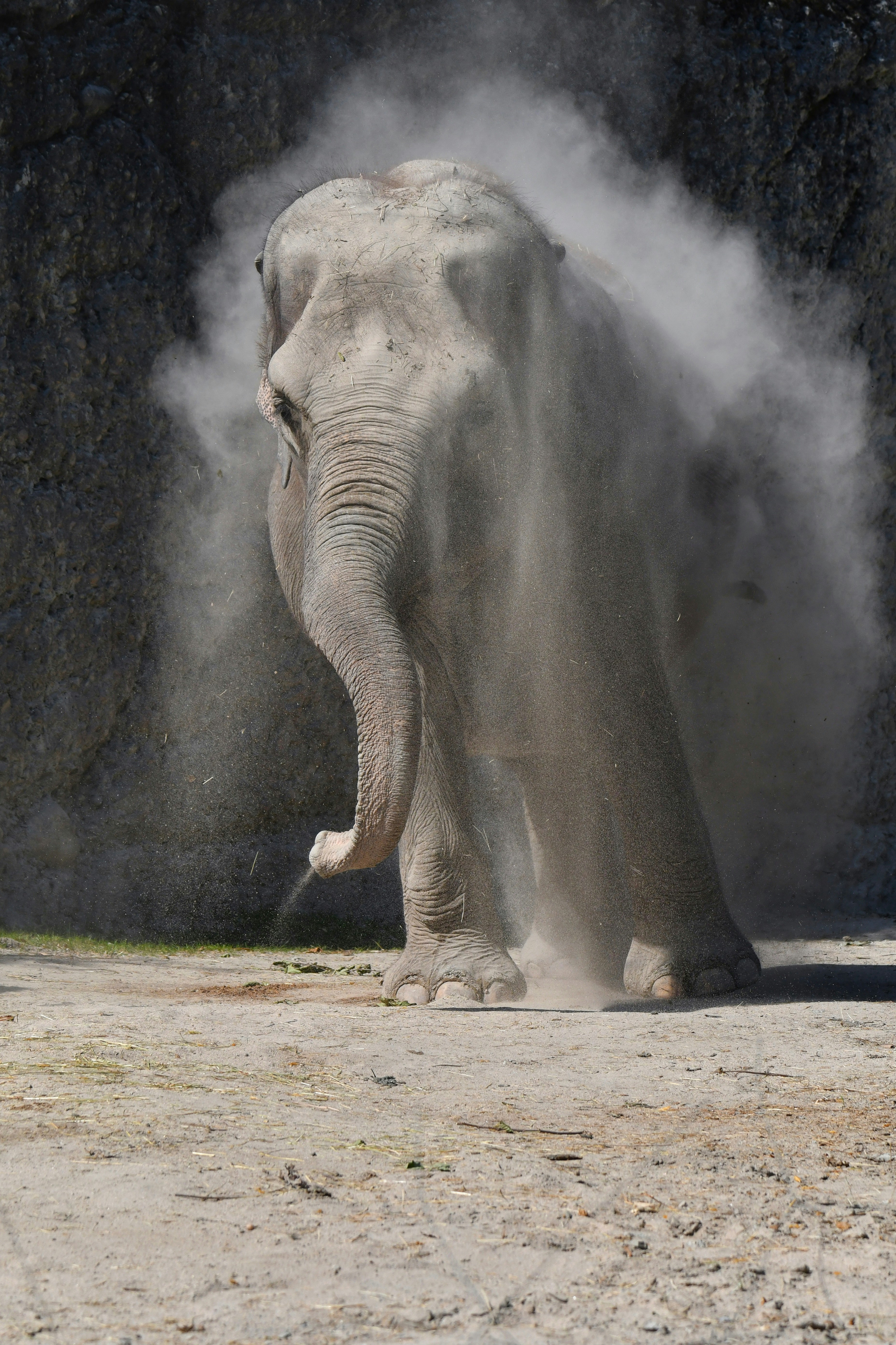 an elephant standing in front of a rock wallPeter Steiner 🇨🇭 1973