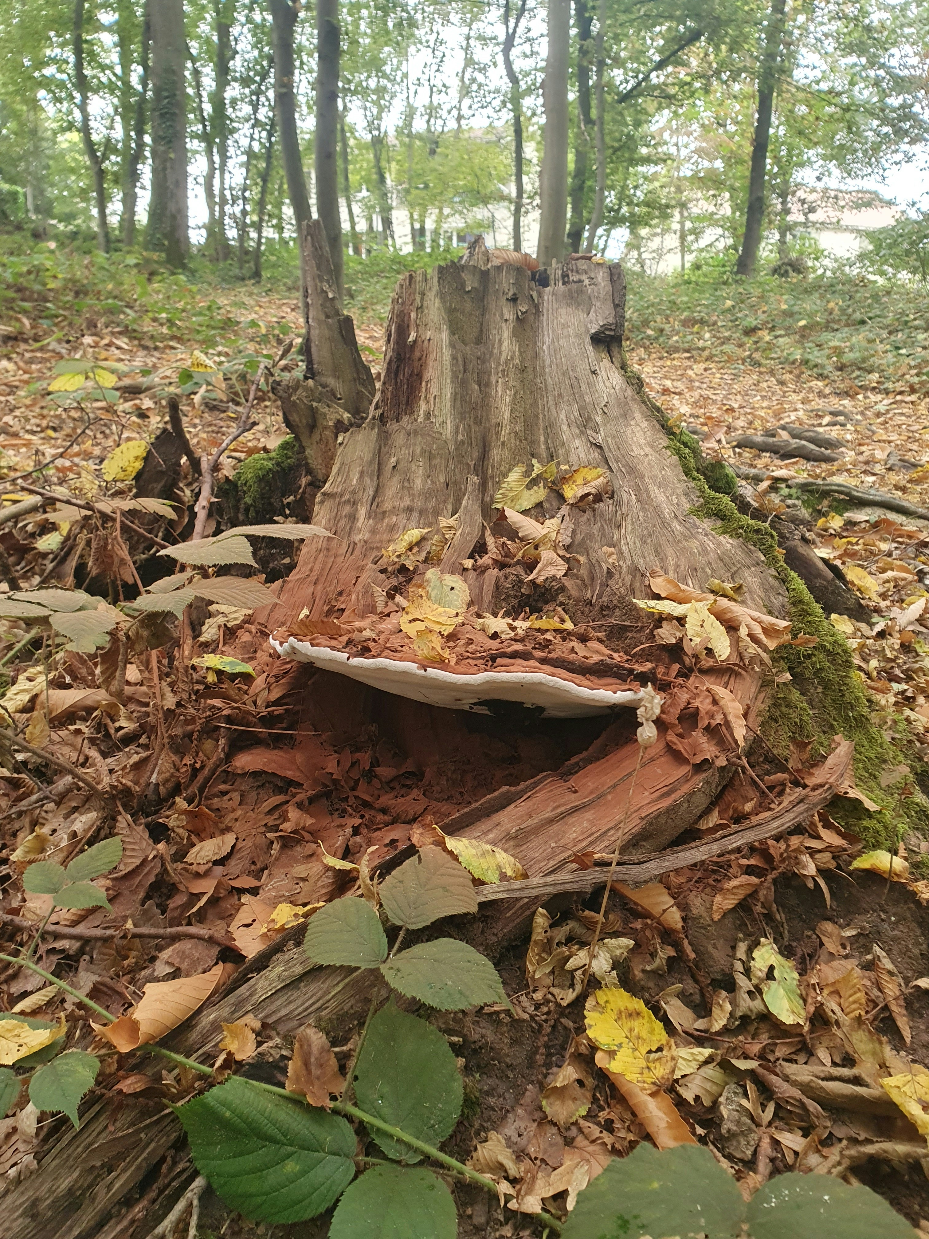 White Shelf Crown on a Forest Stump Amid Autumn Leaves