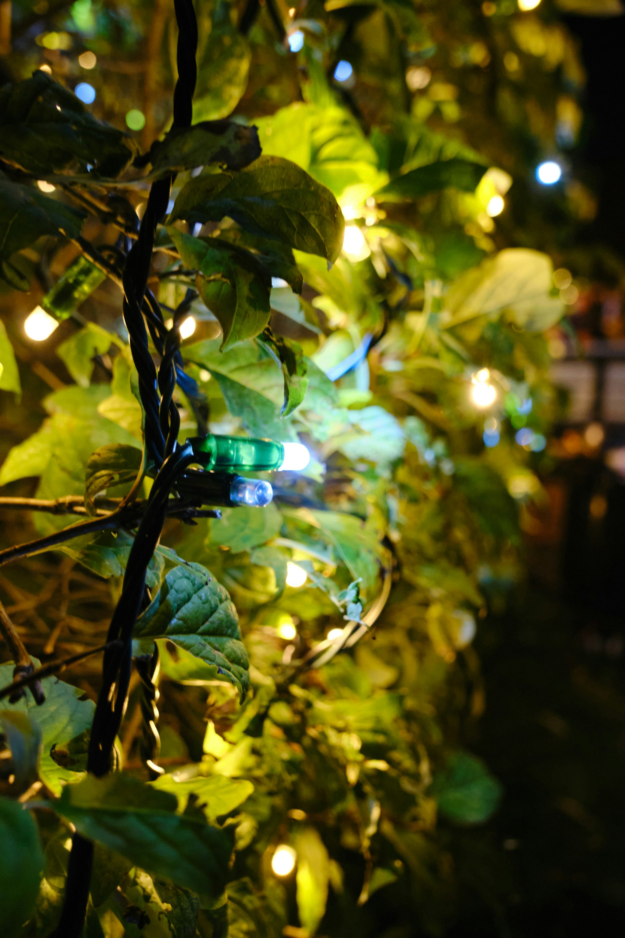 Ivy at Night: Warm Orbs Draped Along a Dim Corridor