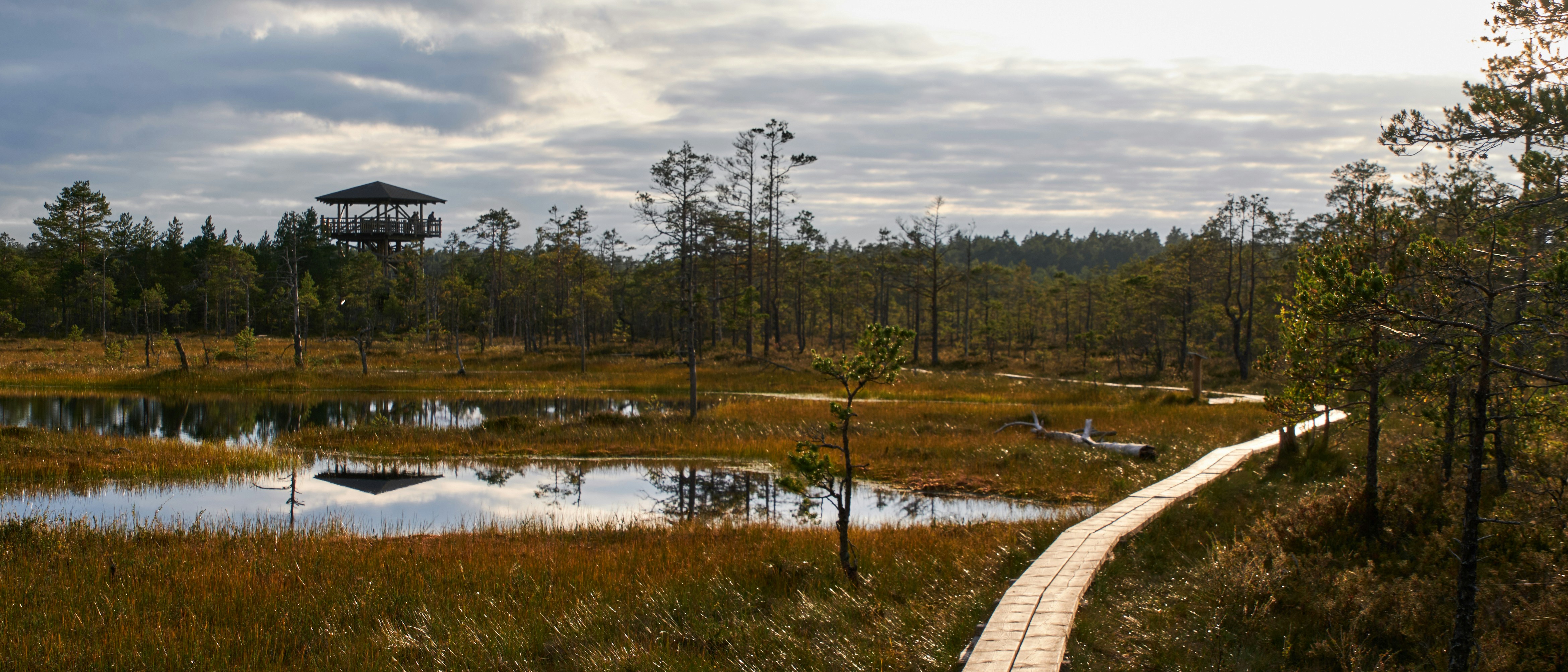 Bog Pictures | Download Free Images on Unsplash