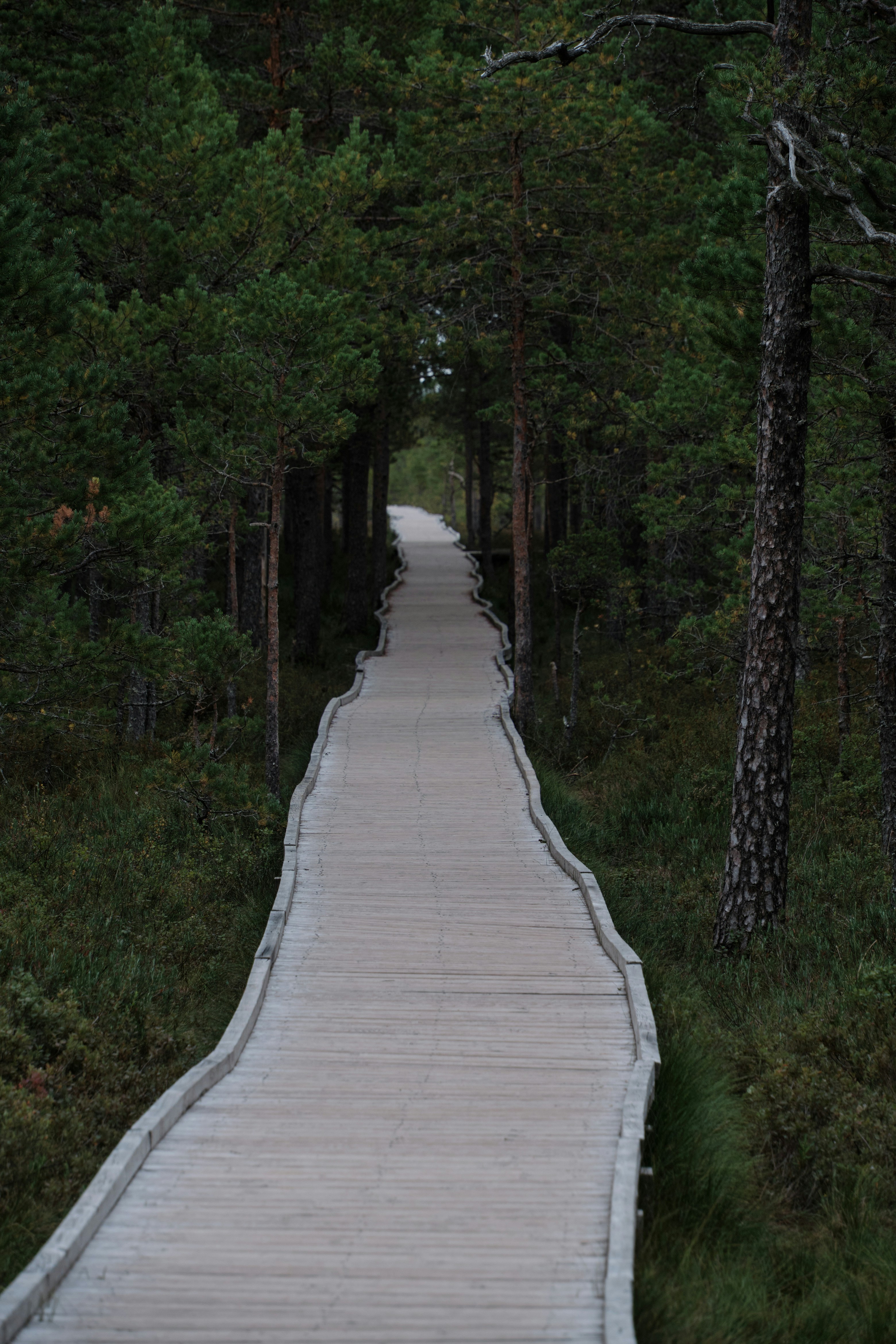 Hushed Pines, Narrow Path: The Boardwalk That Vanishes Into Light