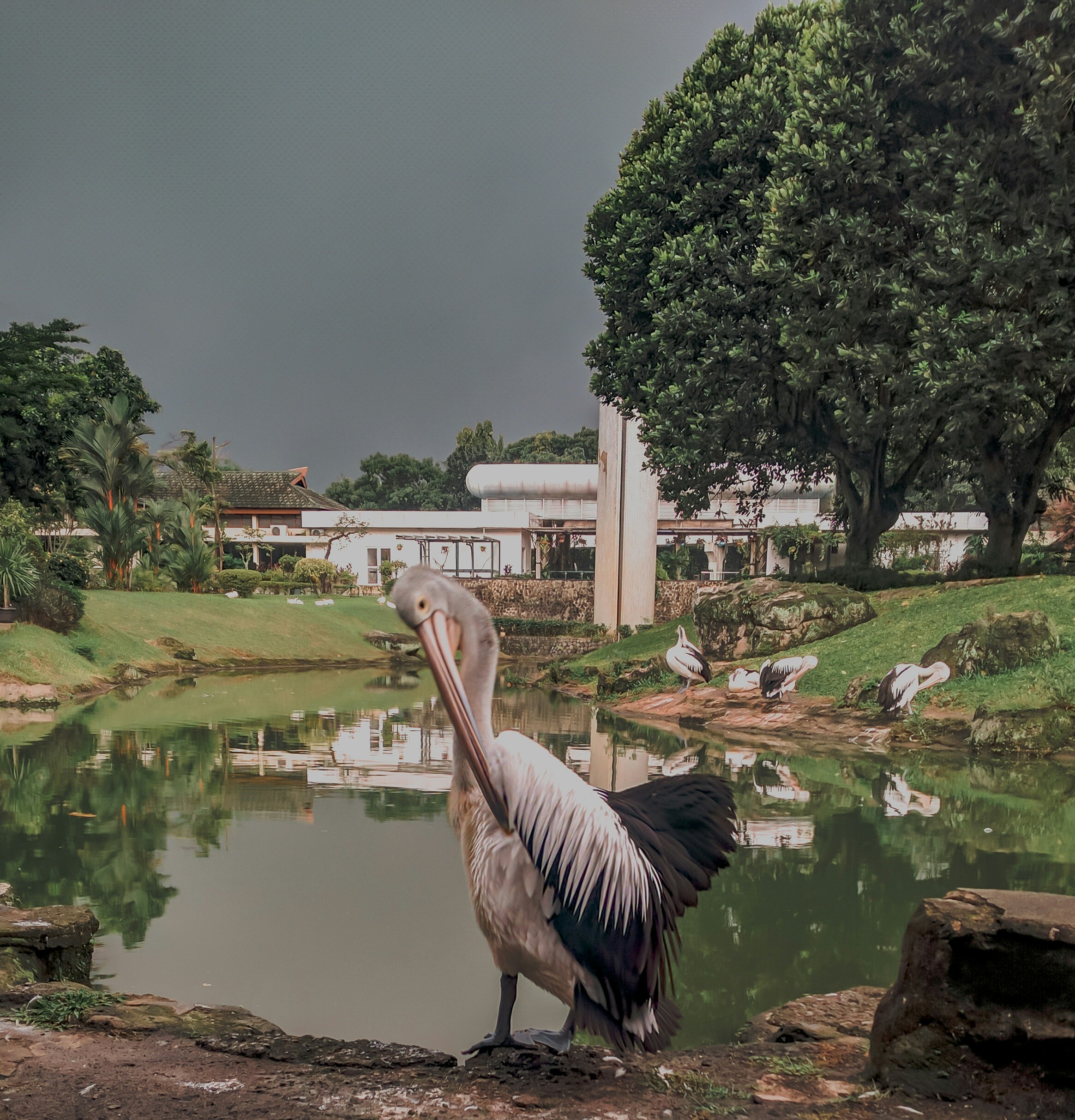A lone pelican stands at the edge of a calm pond in a park, with reflections on the water. Distant buildings and manicured greenery frame the scene.