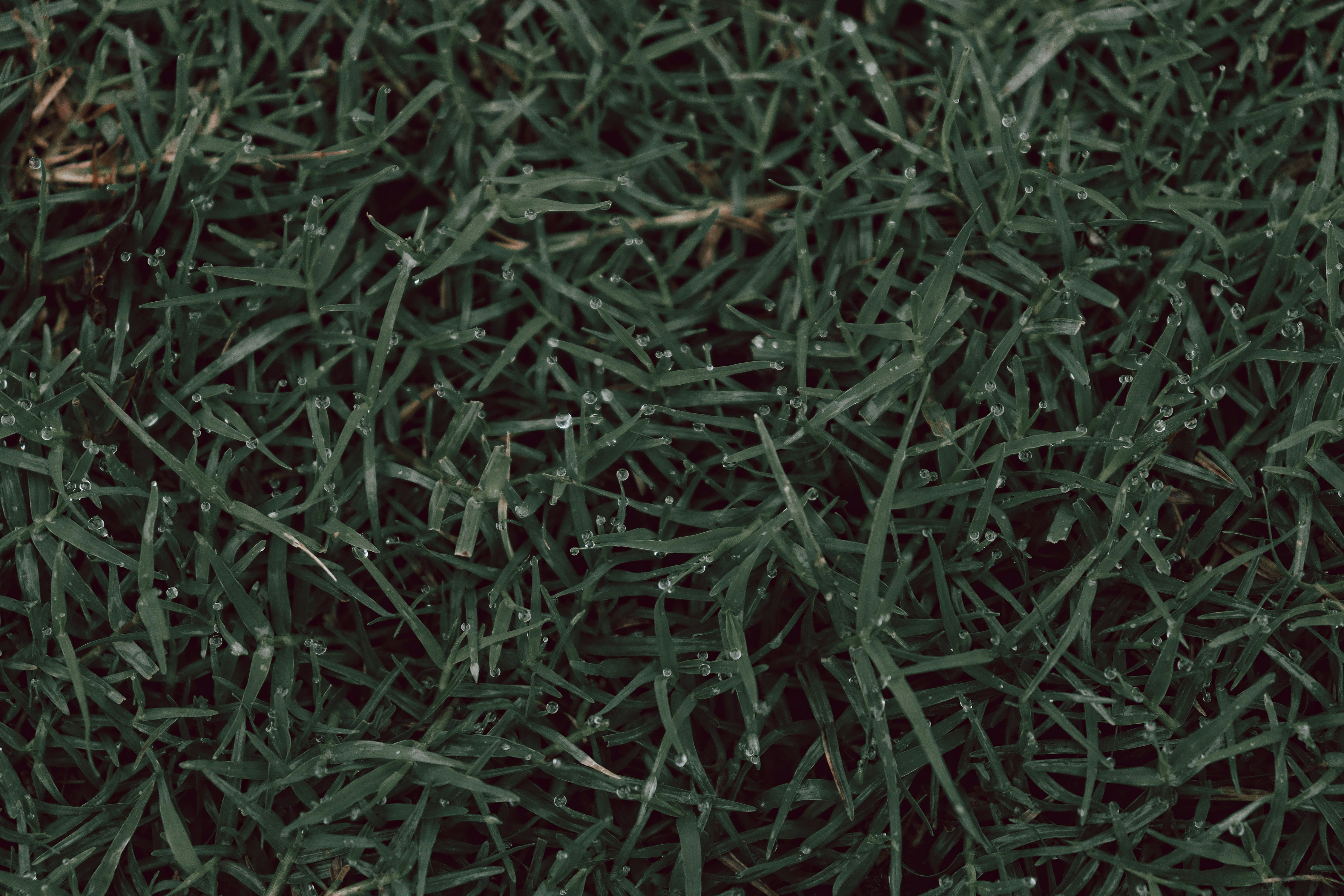 Dark Grass Pictures | Download Free Images on Unsplash