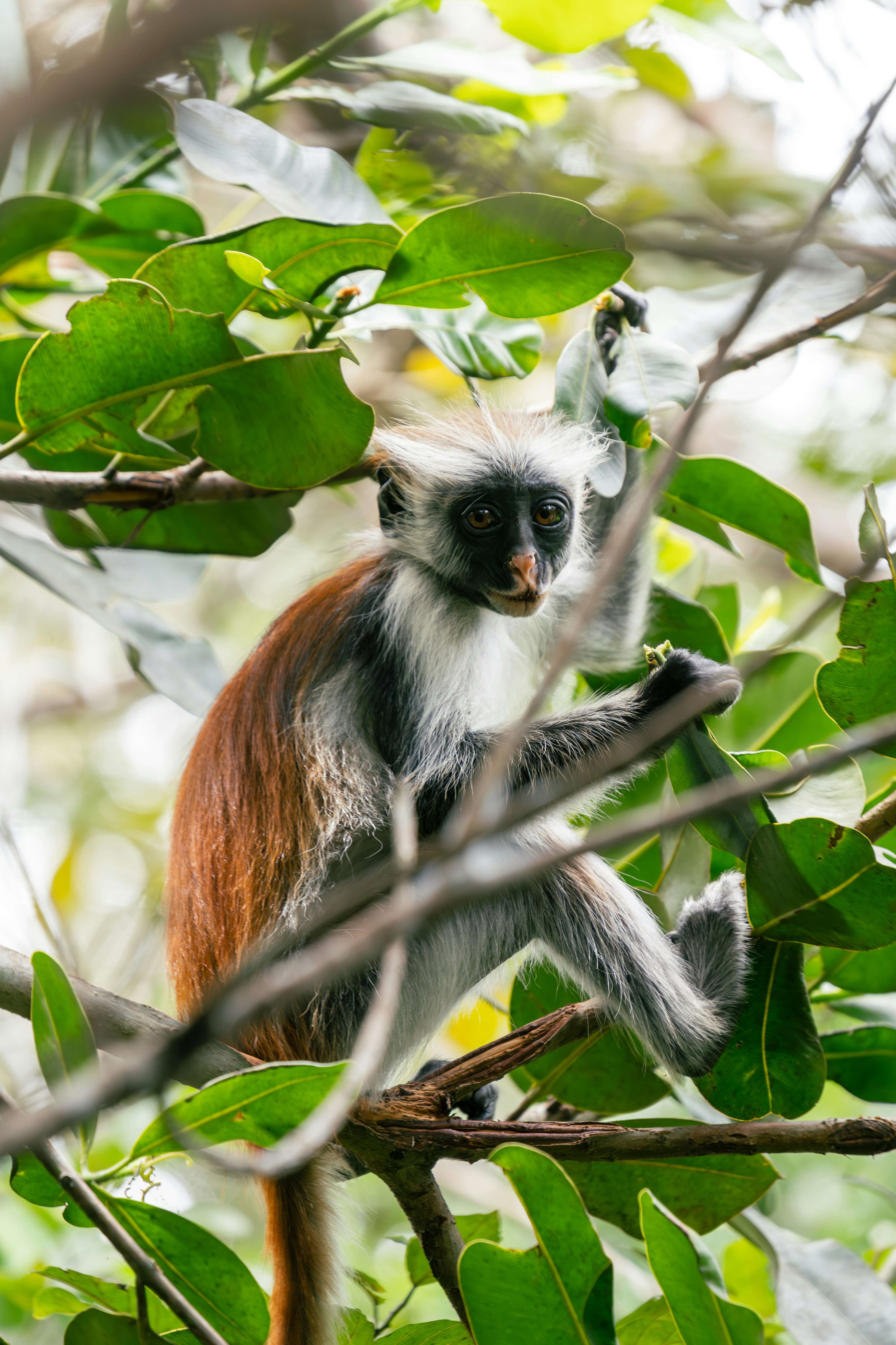 A monkey sitting on a tree branch in a forest photo – Free Tanzania ...