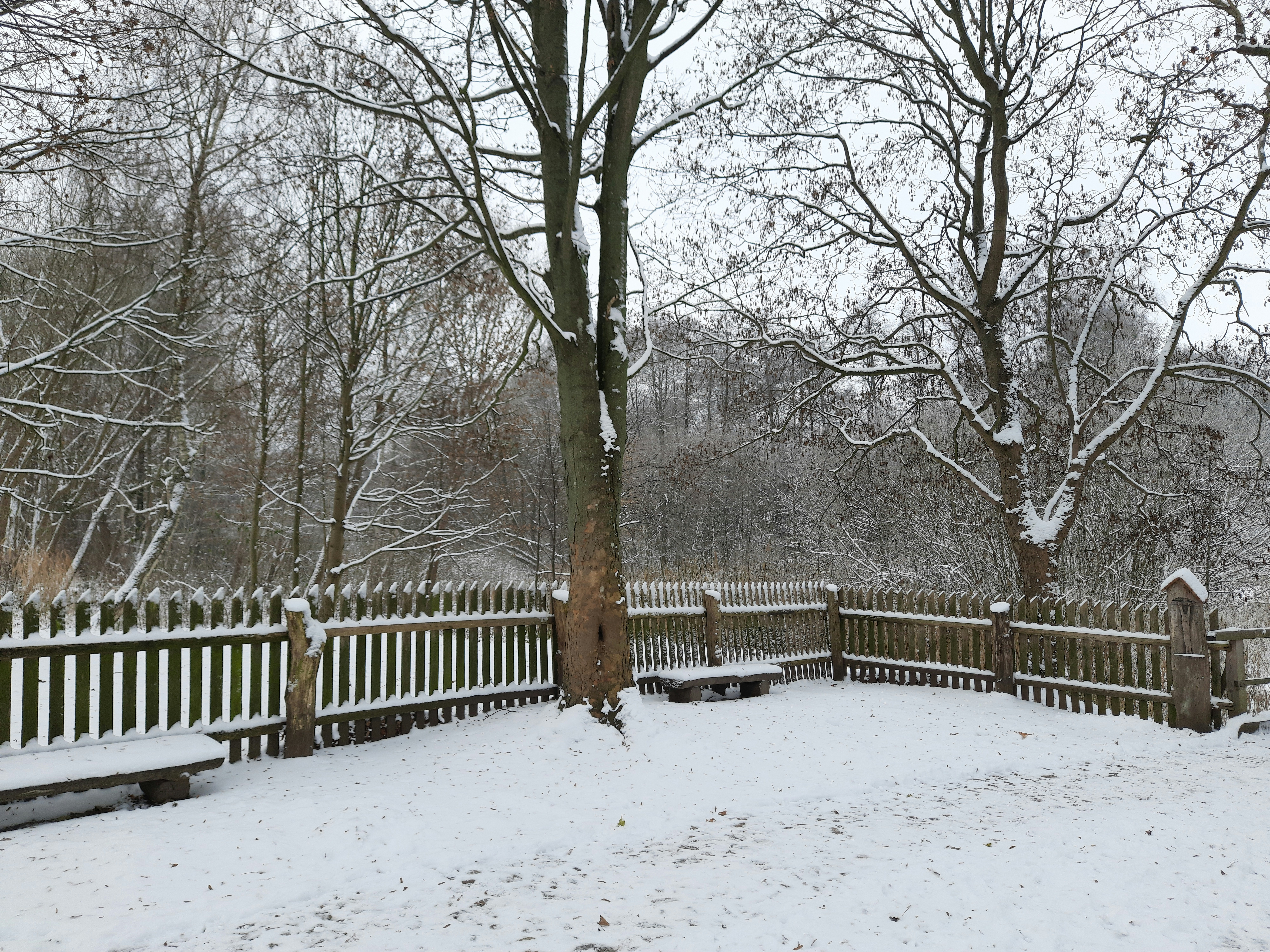 Winter Terrace: Central Tree Framed by Frosted Railings