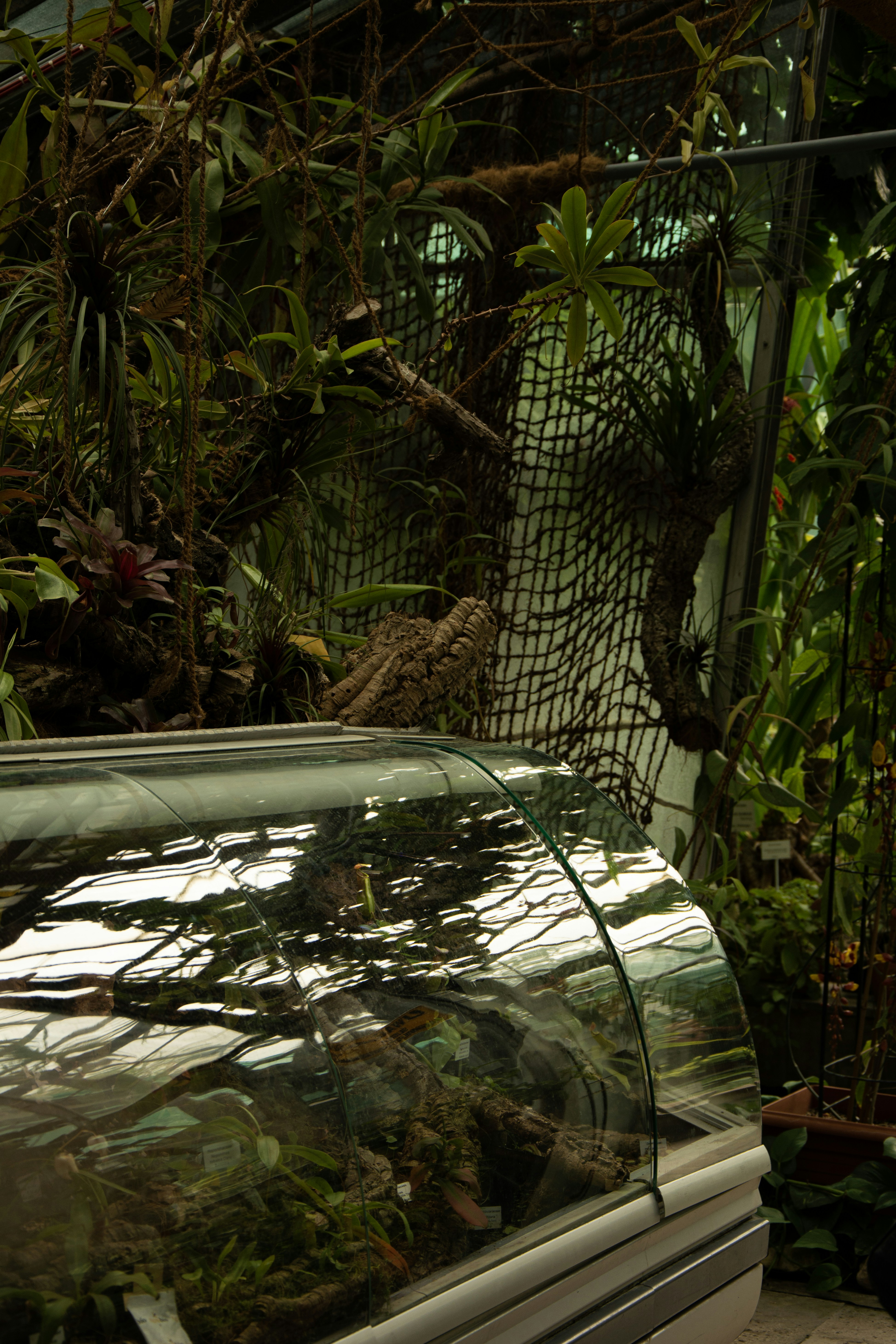 A glass case with plants inside of it photo – Free Green Image on Unsplash