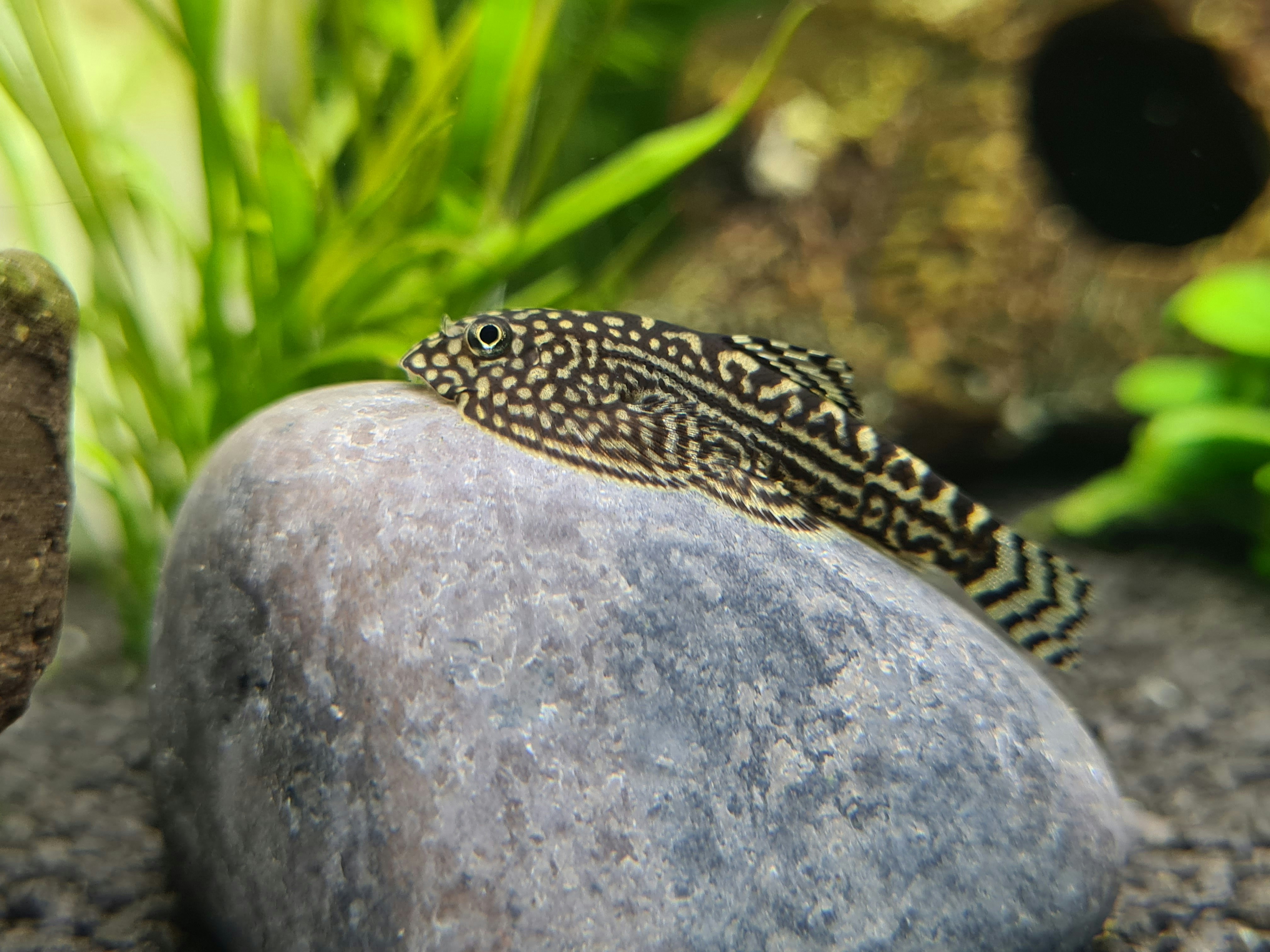 A close up of a small fish on a rock photo – Free Aquarium Image on ...