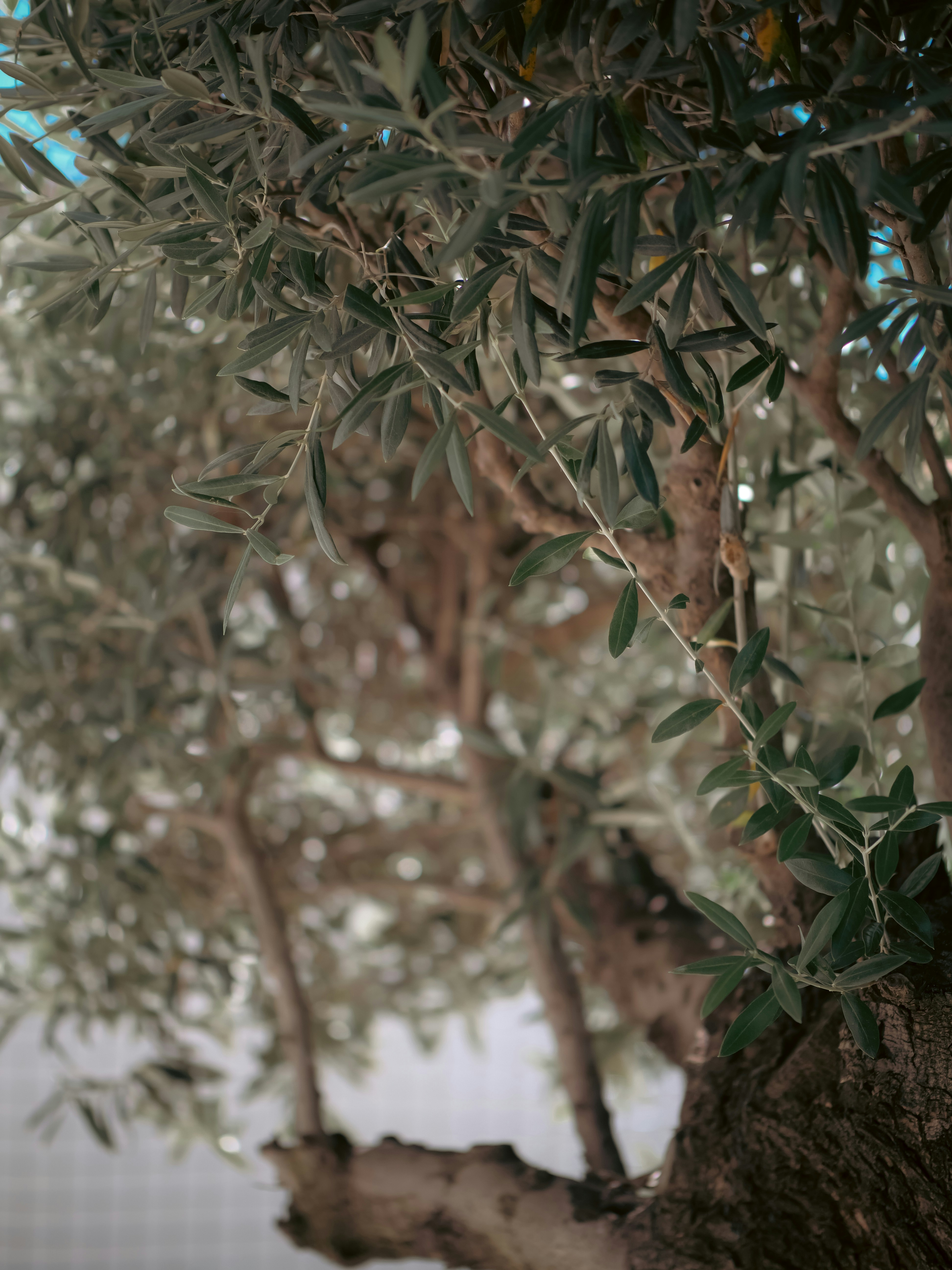 Olive tree branches with numerous detailed leaves against a soft-focus background.