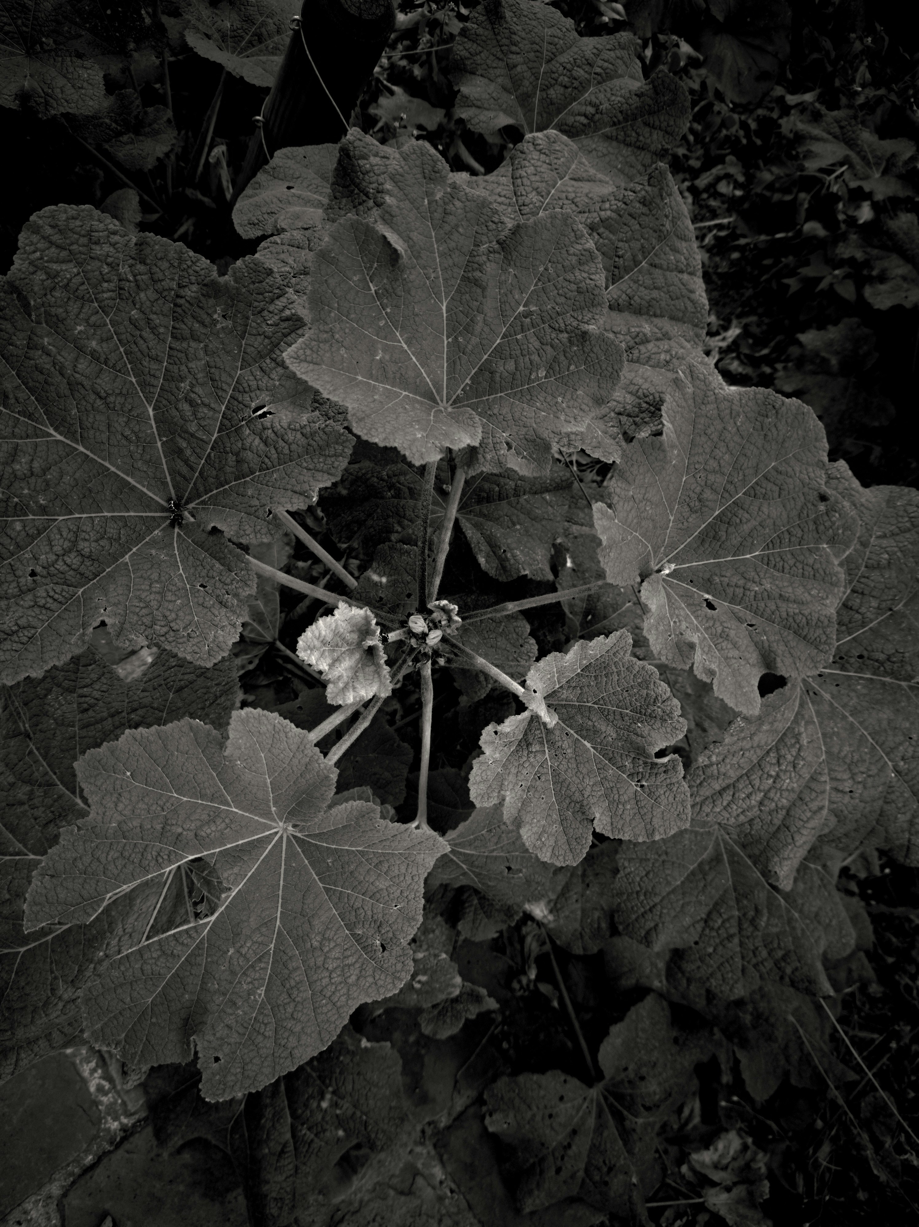 Une photo en noir et blanc d’une plante feuillue photo – Image gratuite ...