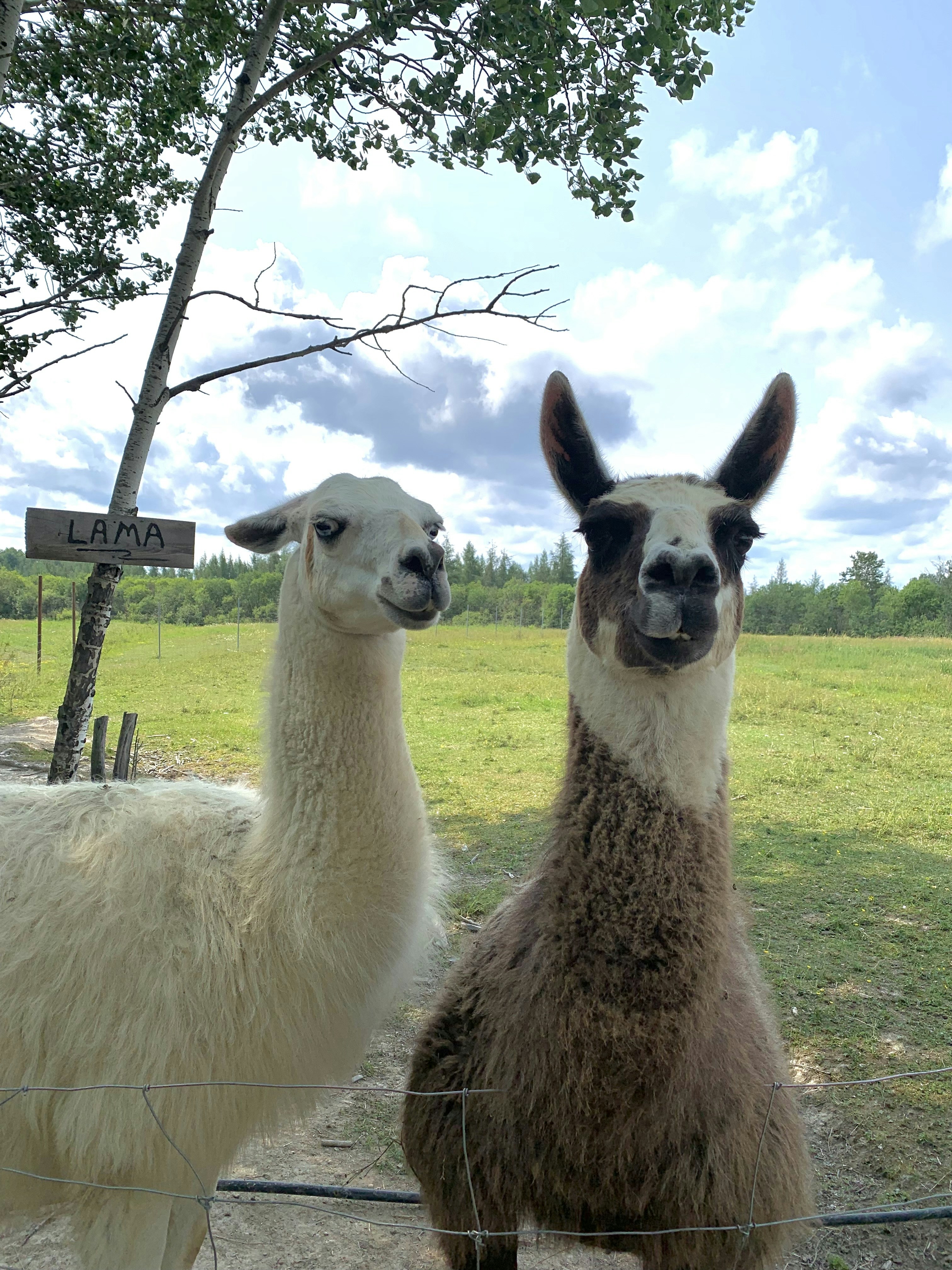 A couple of llamas standing next to each other photo – Free Tree Image ...