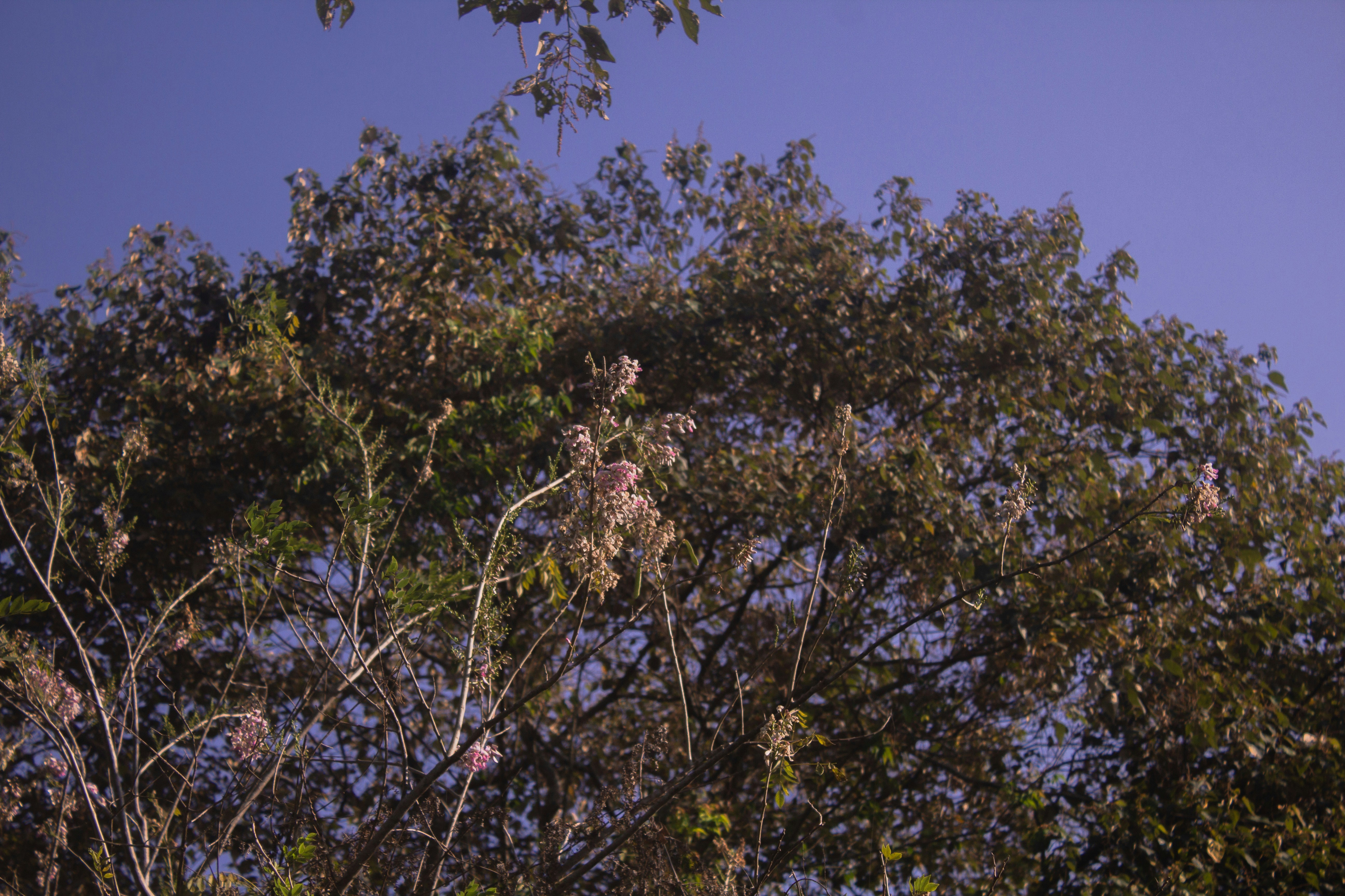 Pink blossoms threading through a cobalt sky