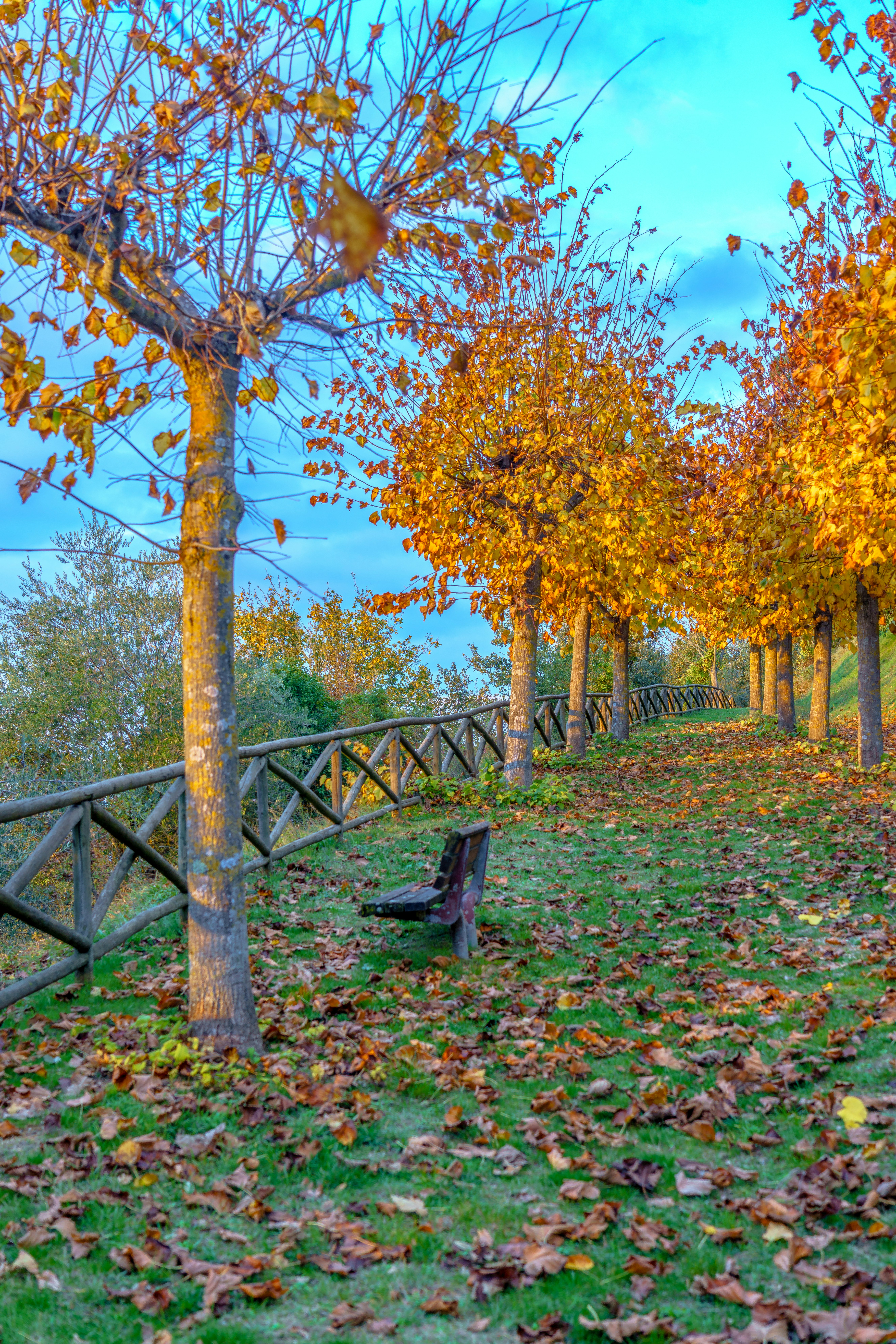Autumn Aisle: Leaf-Carpeted Promenade Beneath a Clear Blue Sky