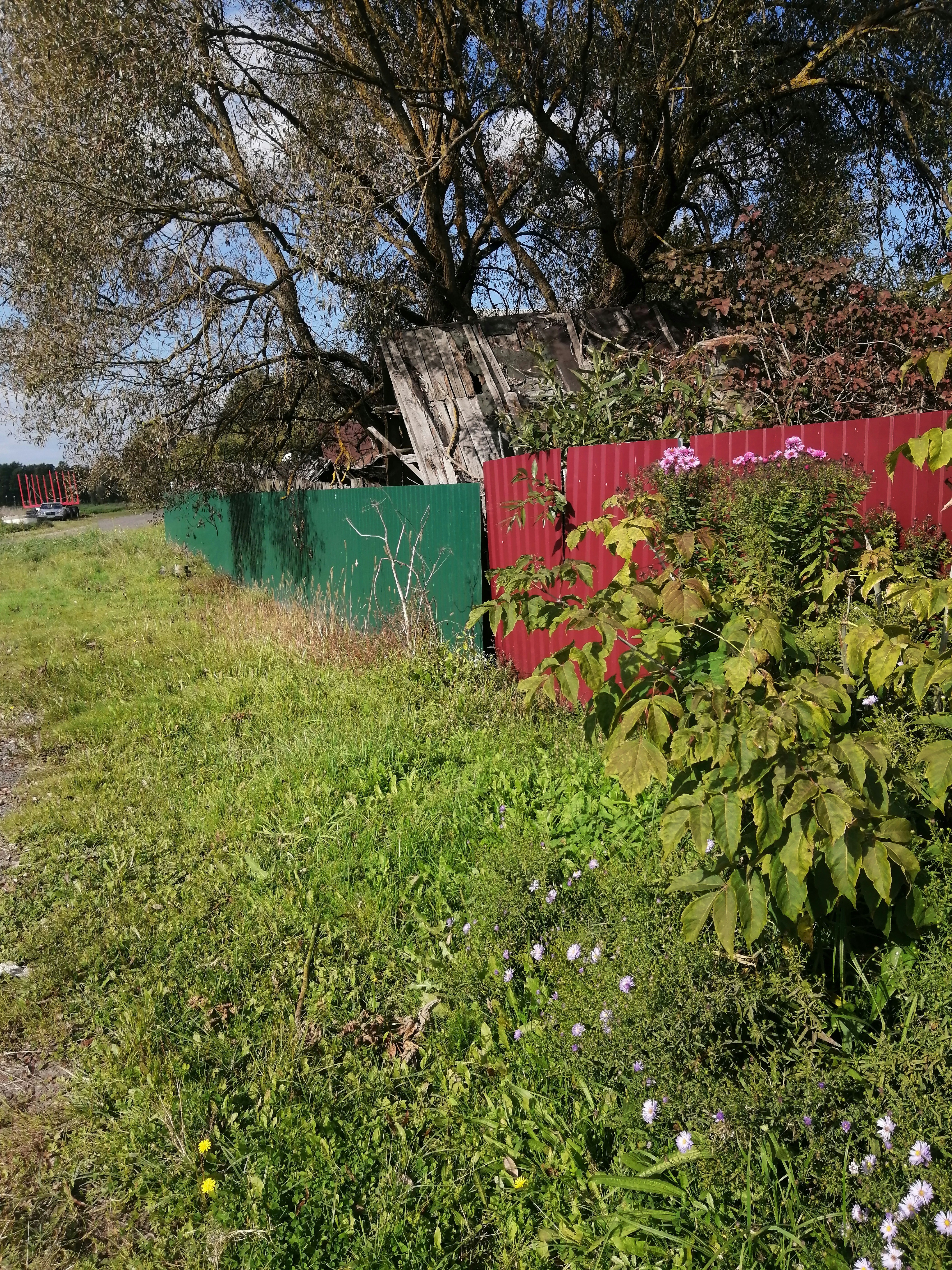 Red-and-green Fence in Bloom: A Quiet Verge with Wildflowers