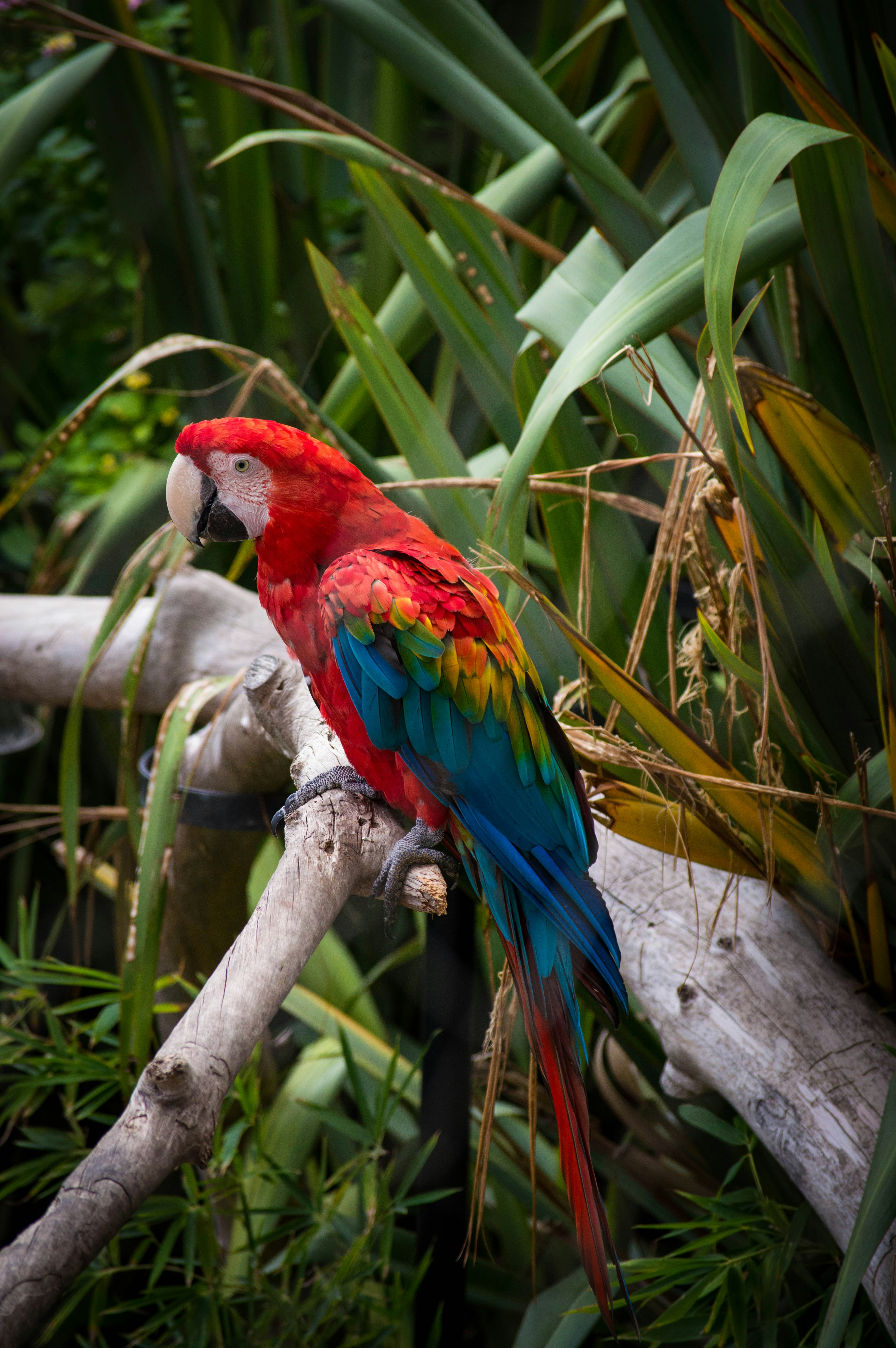 Foto Un loro colorido sentado en la cima de la rama de un árbol ...