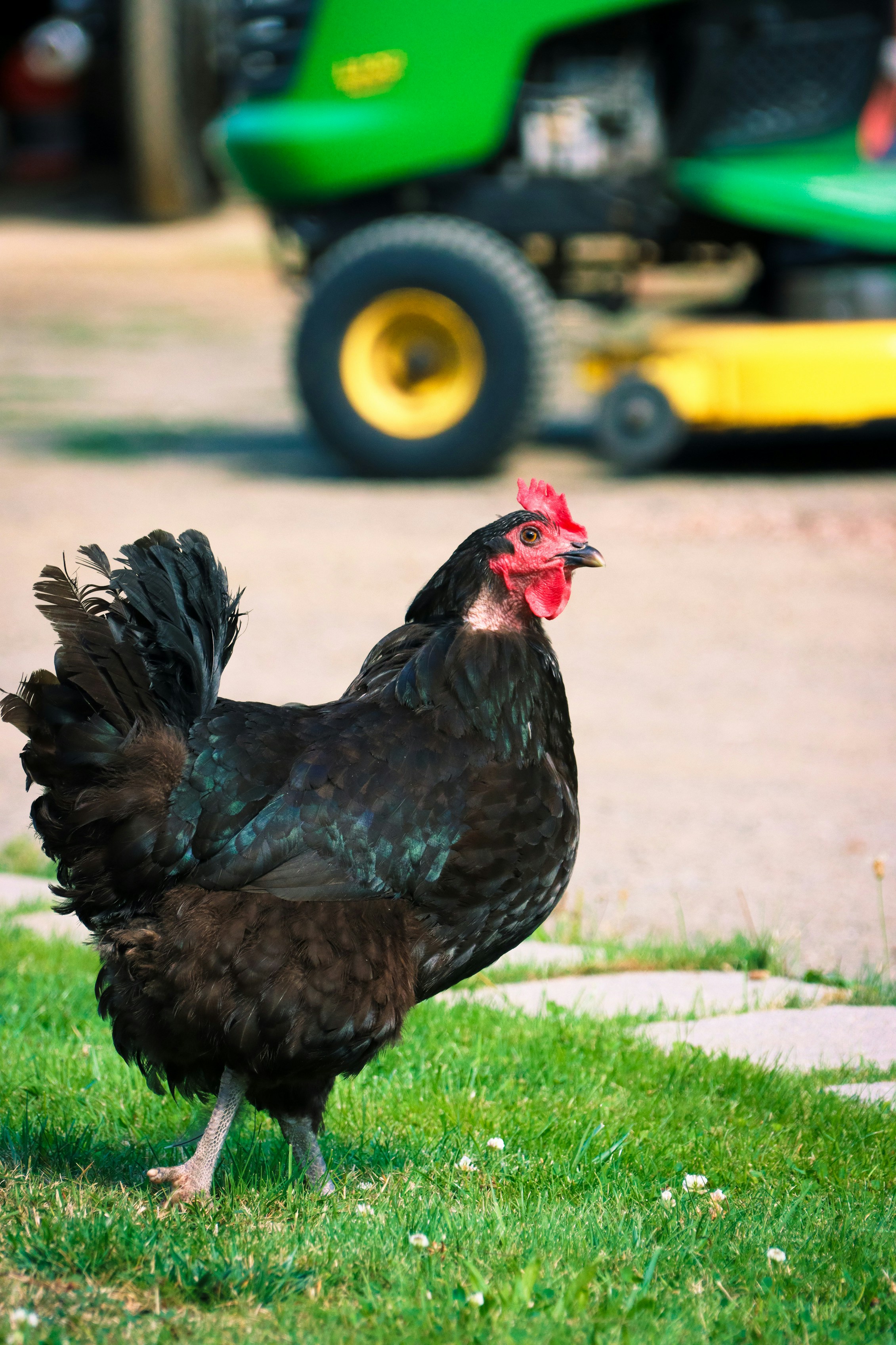 A black and red rooster standing in the grass photo – Free Bird Image ...