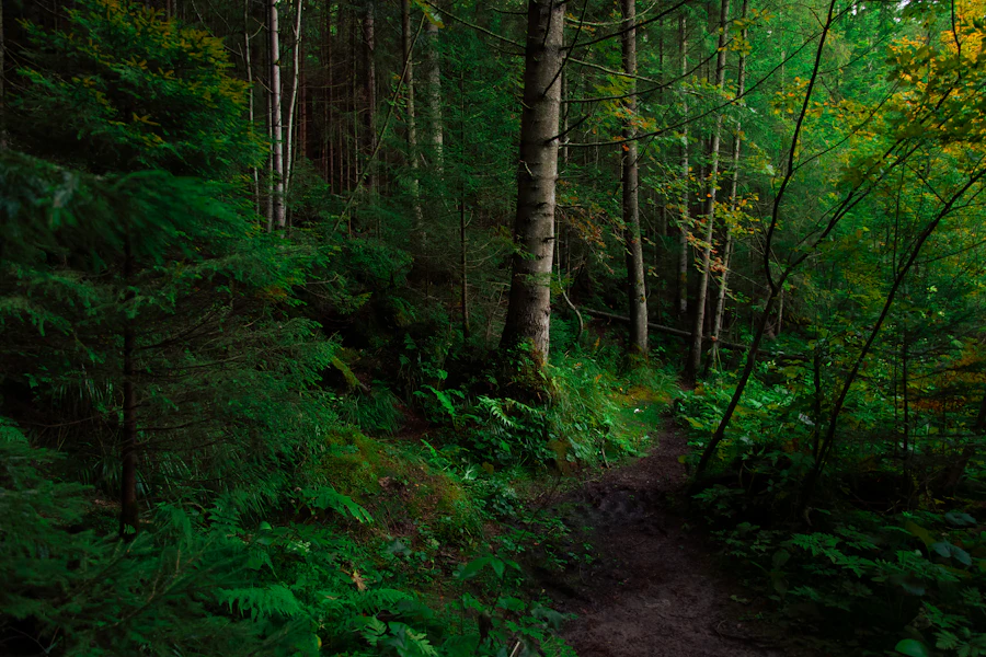 A narrow dirt trail winds through a dense evergreen forest, with tall trunks and bright green undergrowth filling the frame.