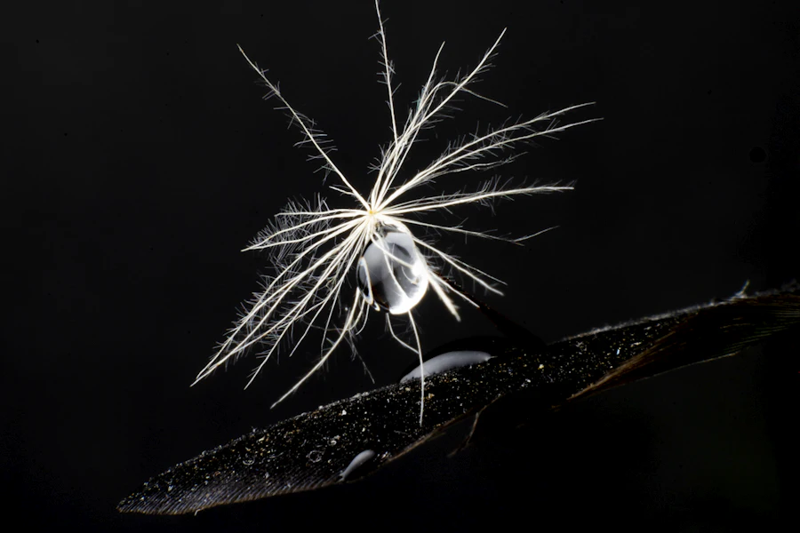 A single dandelion seed floats above a dark, textured surface, its white parachute hairs sharply lit against a black background.