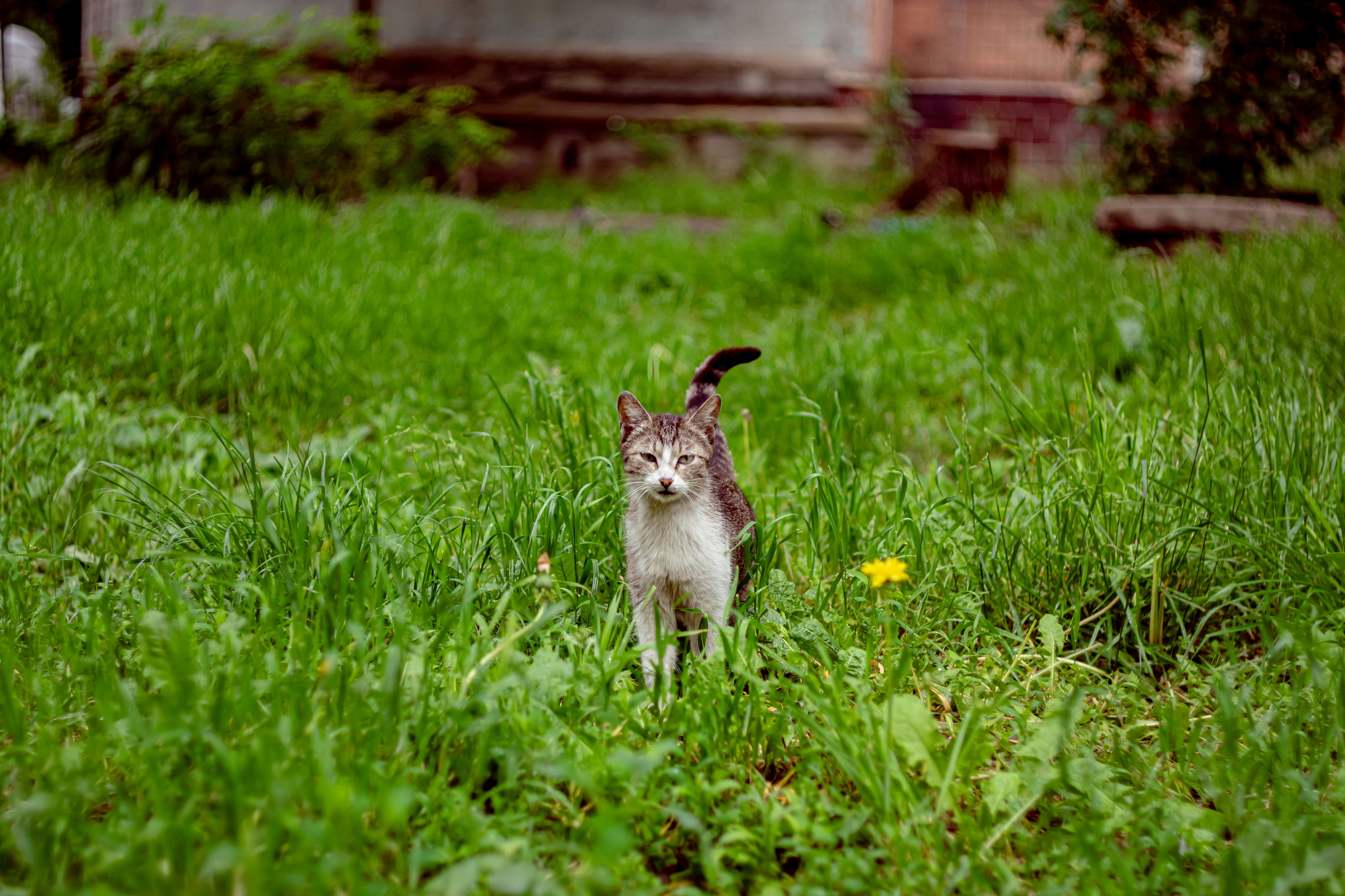 Verdant Pause: A Curious Cat in a Quiet Garden Clearing