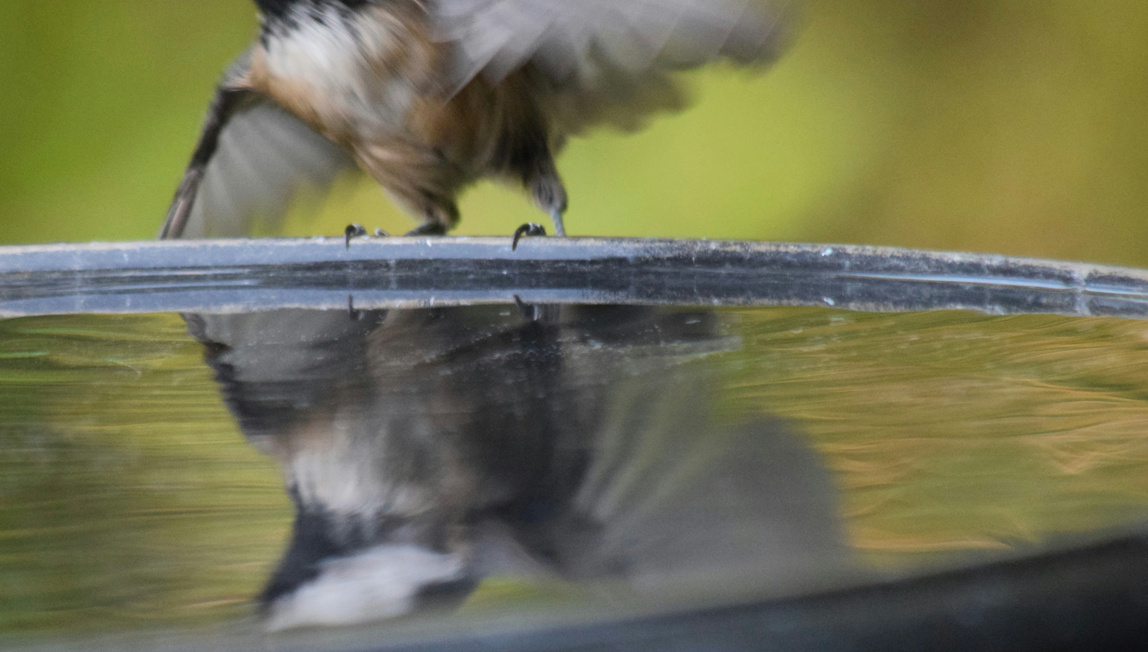 Wingtip on the Glass: A Tiny Bird Lands Over Quiet Water