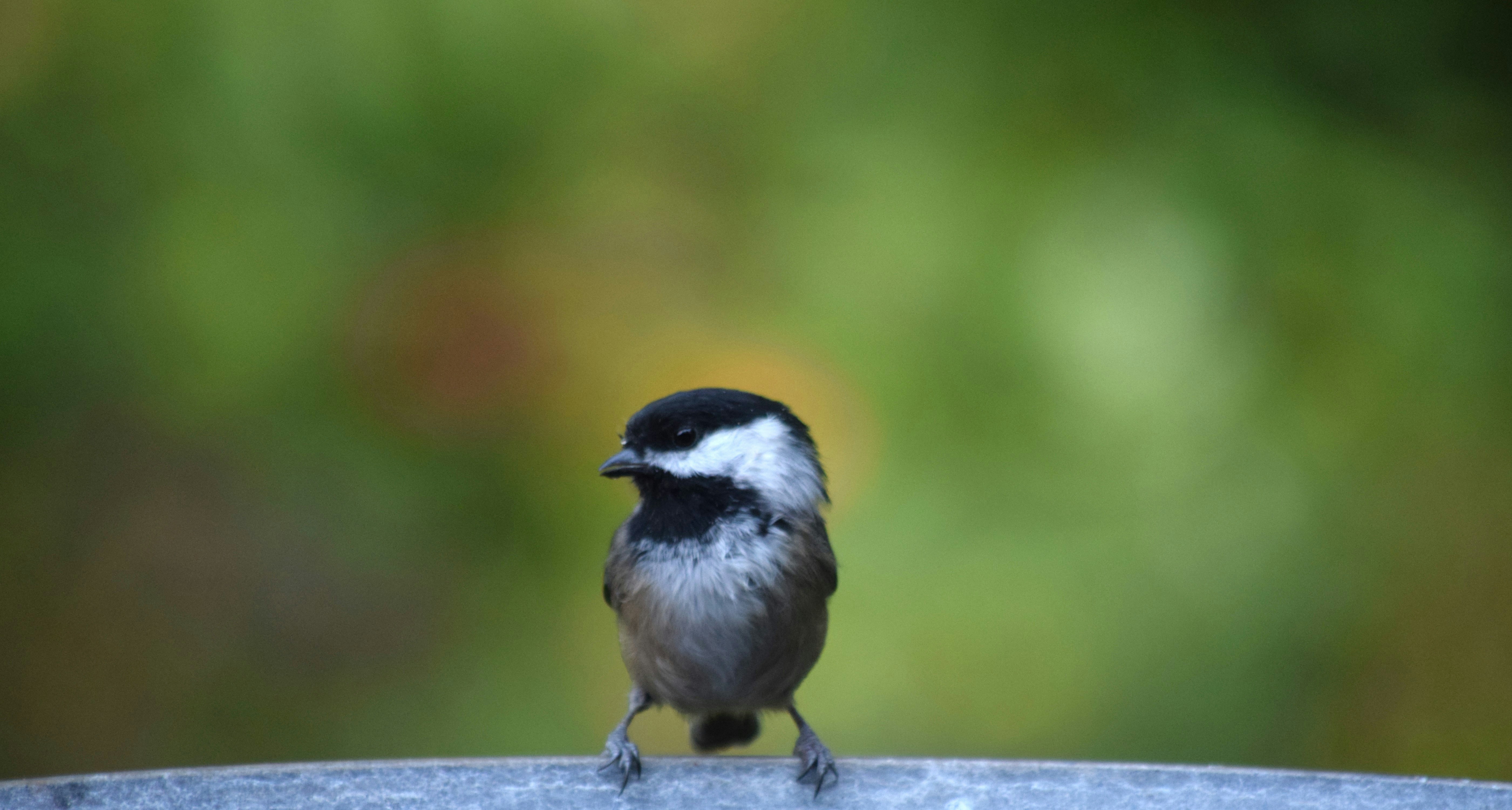 Photo by fr0ggy5 with Nikon D3300