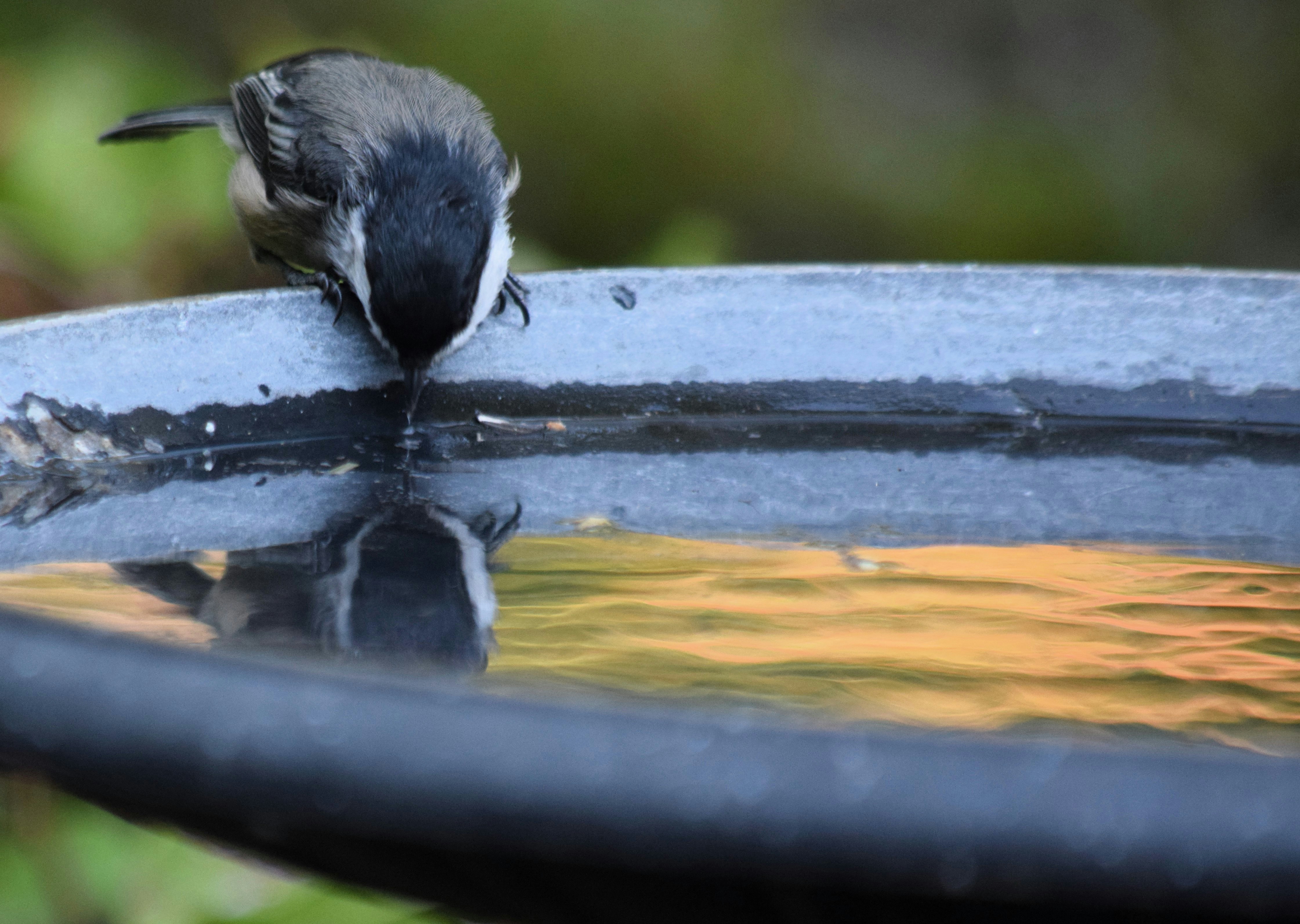 A small bird drinking water from a bird bath photo – Free Tacoma Image ...