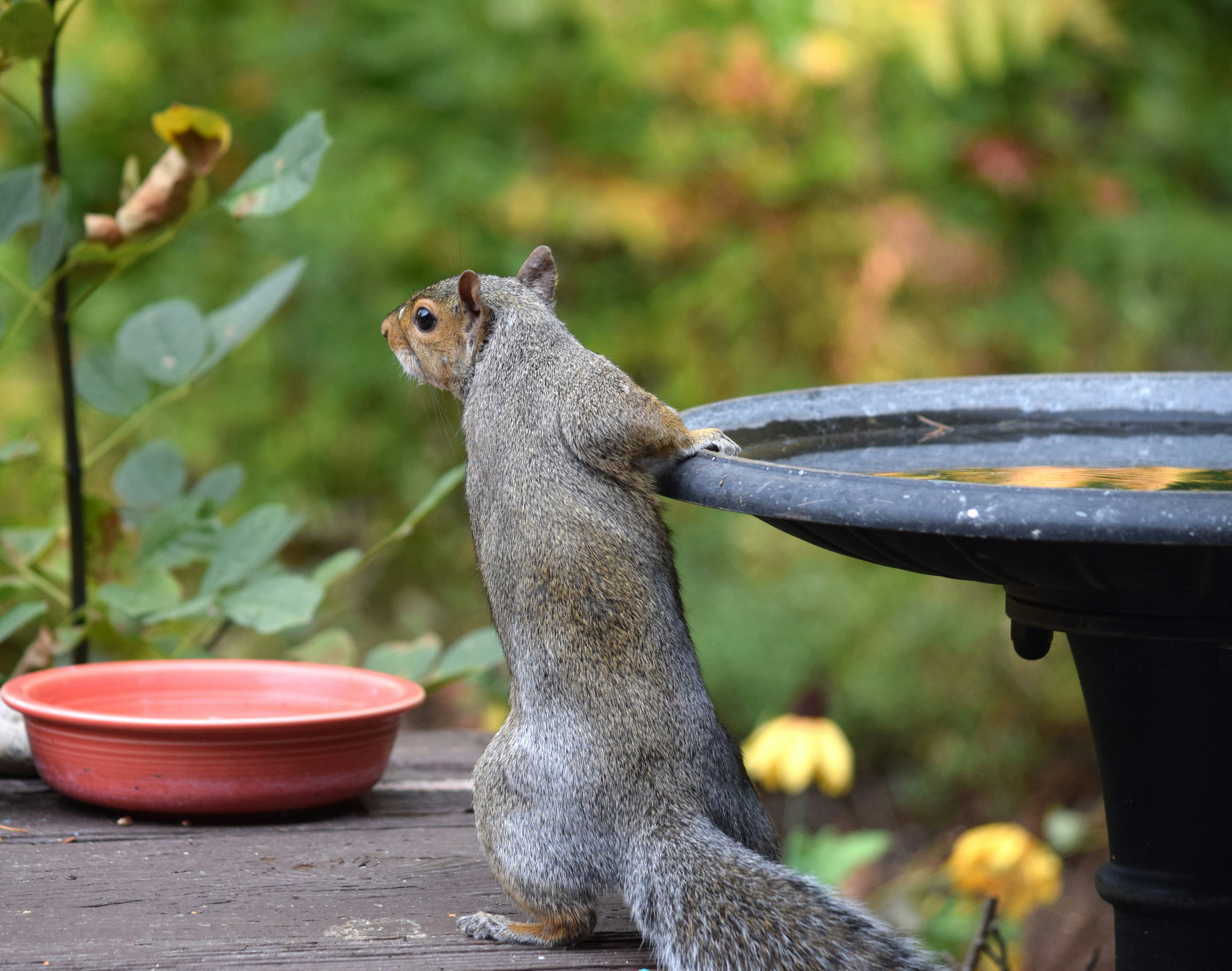 Tail-Alert at the Garden Edge: Squirrel Standing Upright by the Dish