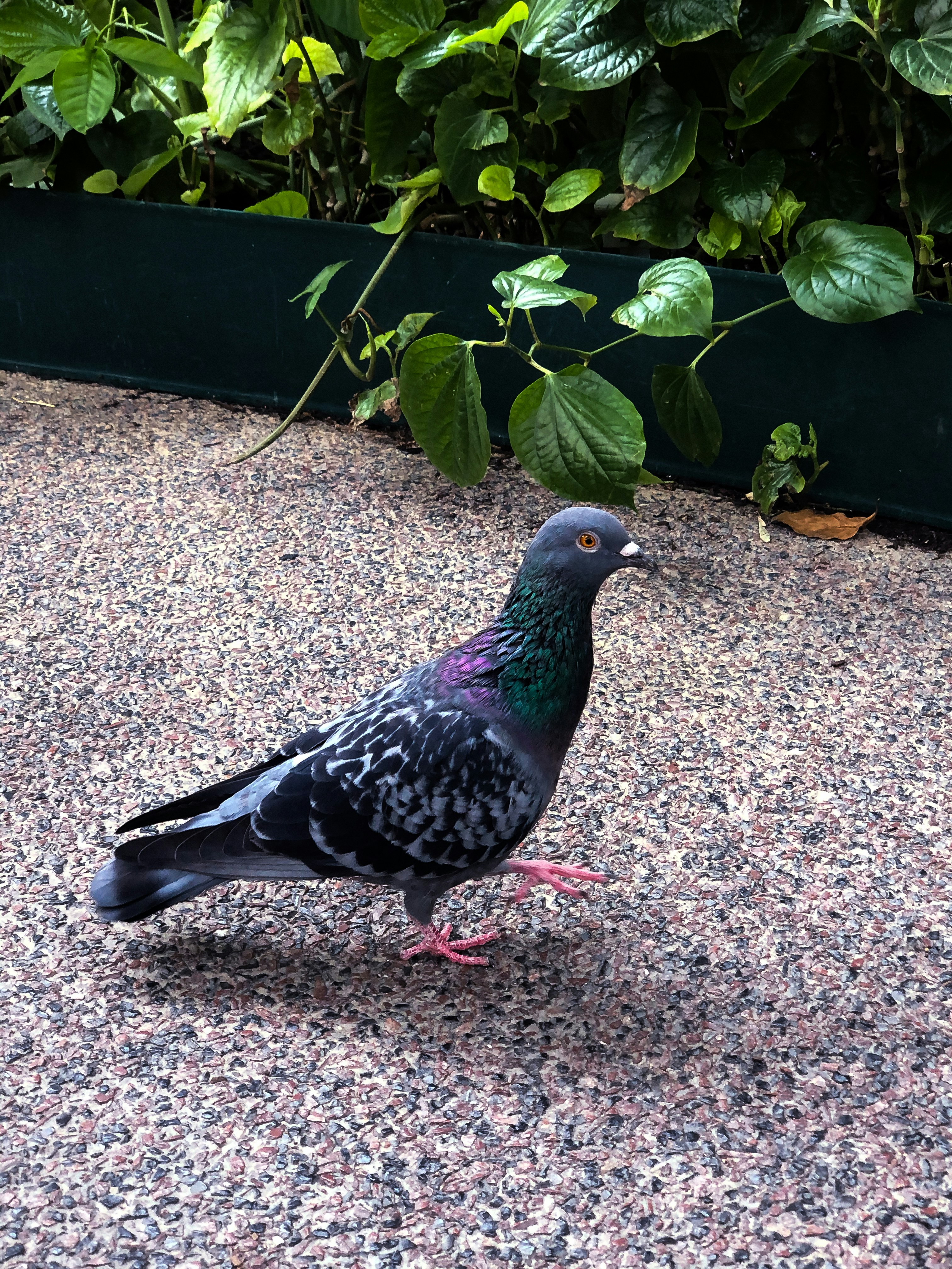 Iridescent Pigeon on a Pebbled Path Beneath Verdant Edges