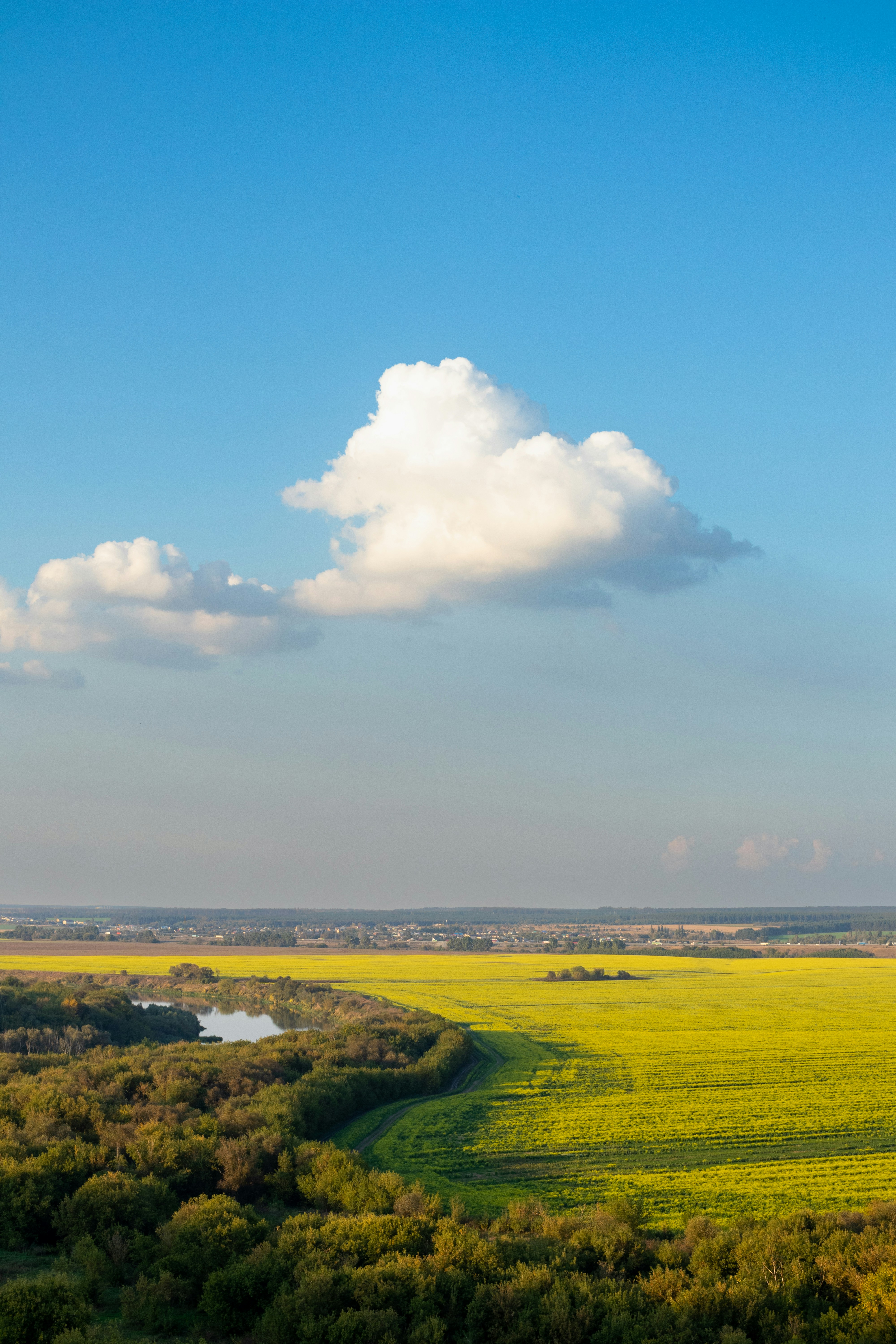 Azure Sky and Golden Fields: A Quiet Horizon