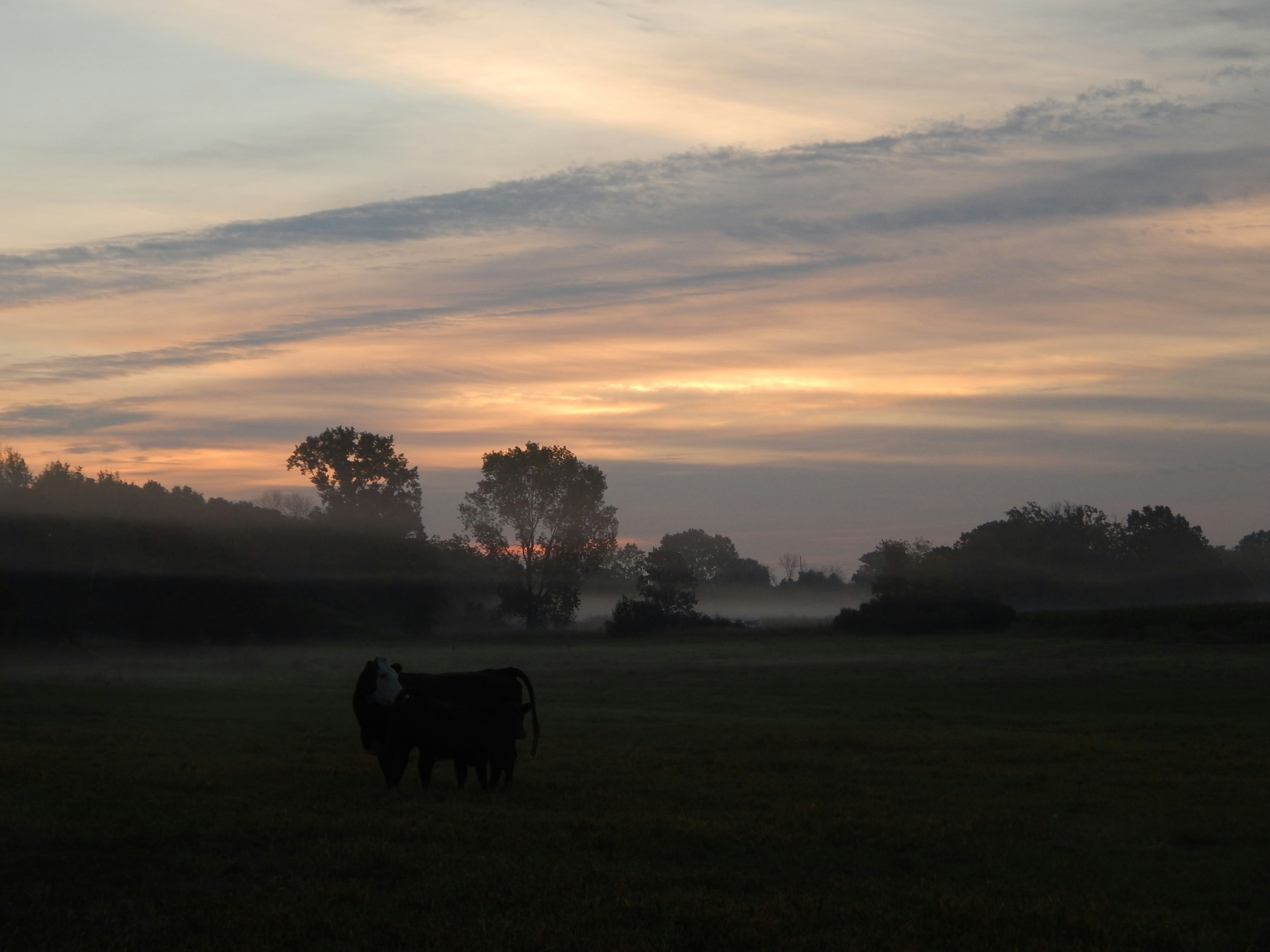 Dawn Fog Over a Quiet Pasture: Silhouette of a Lone Cow