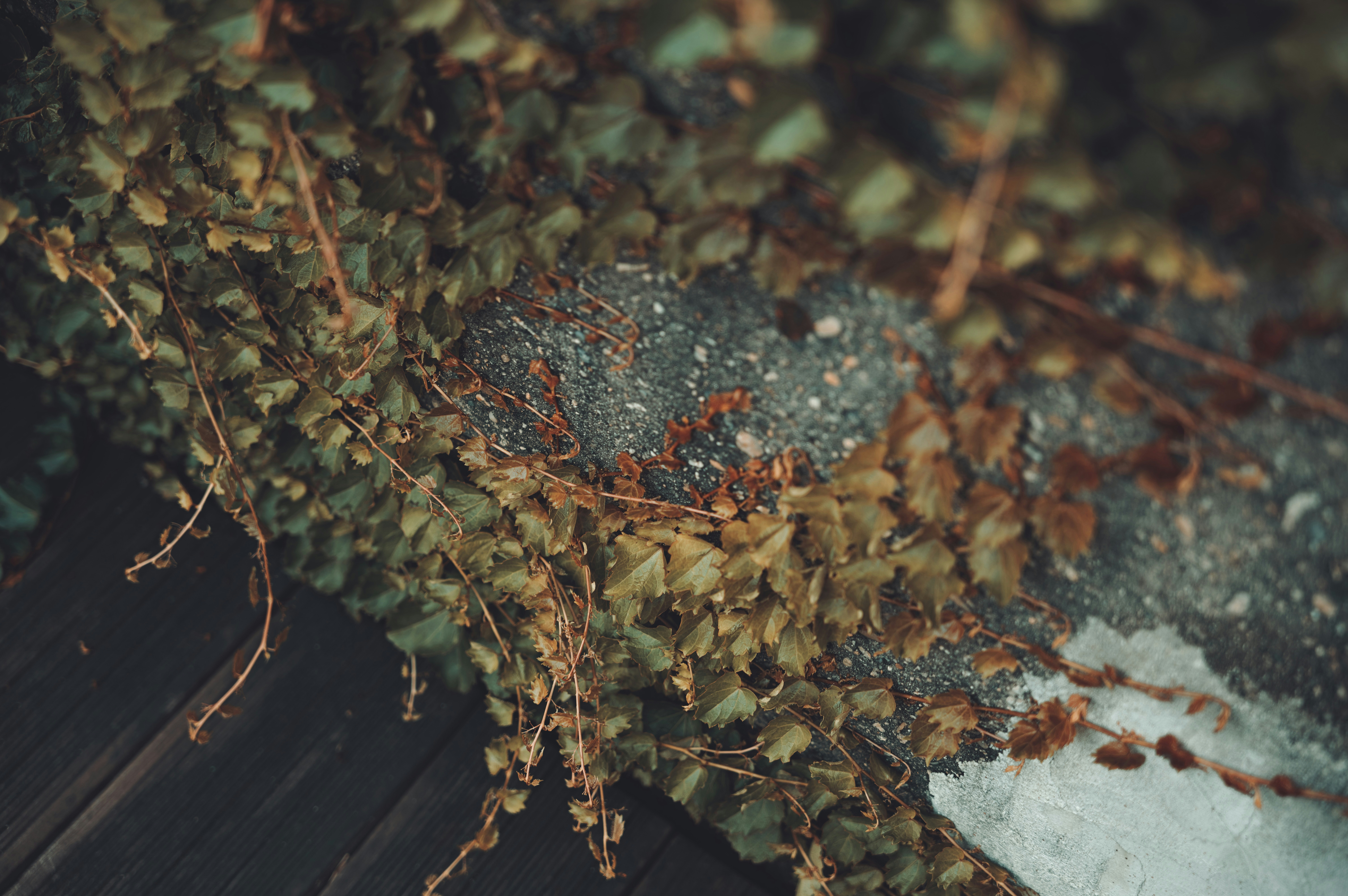 Rust and Moss: A Quiet Edge of Winter Between Wood and Ivy