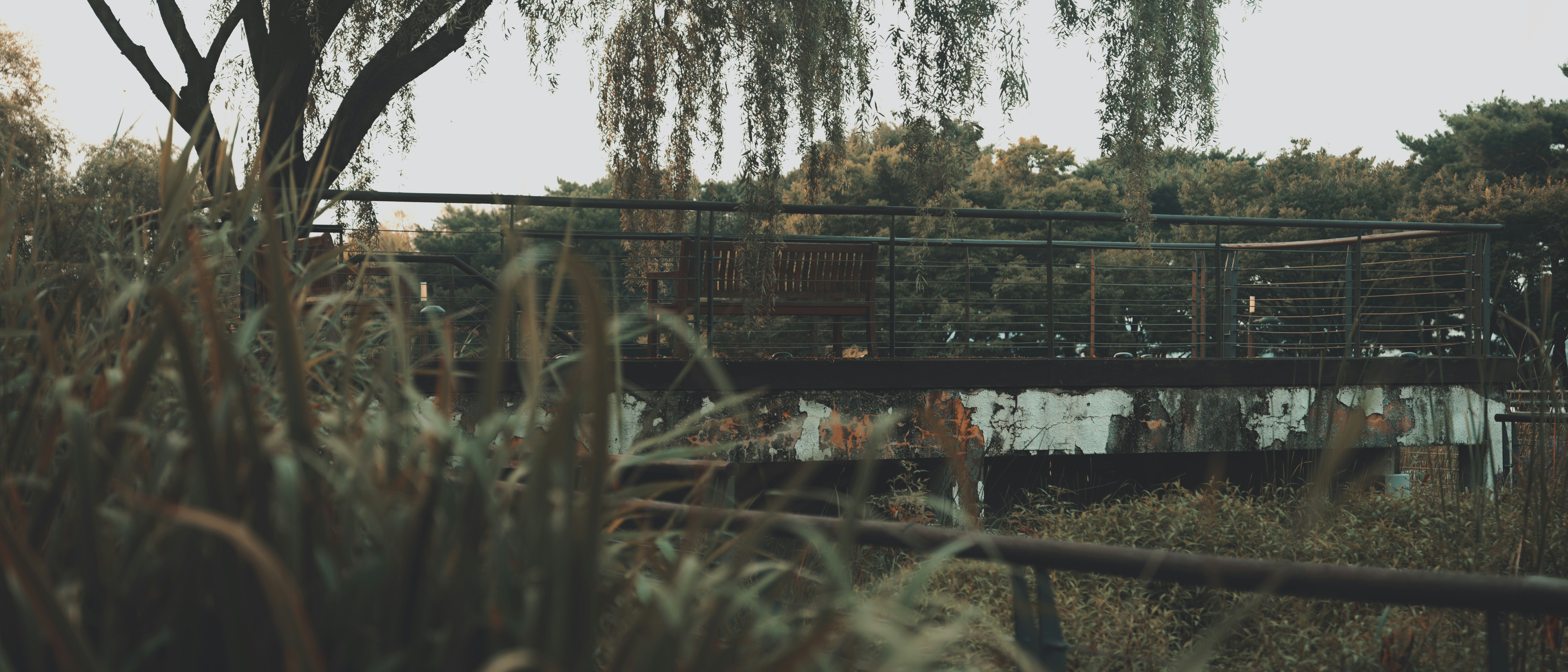 Weathered footbridge spans a murky river, framed by tall foreground grasses.