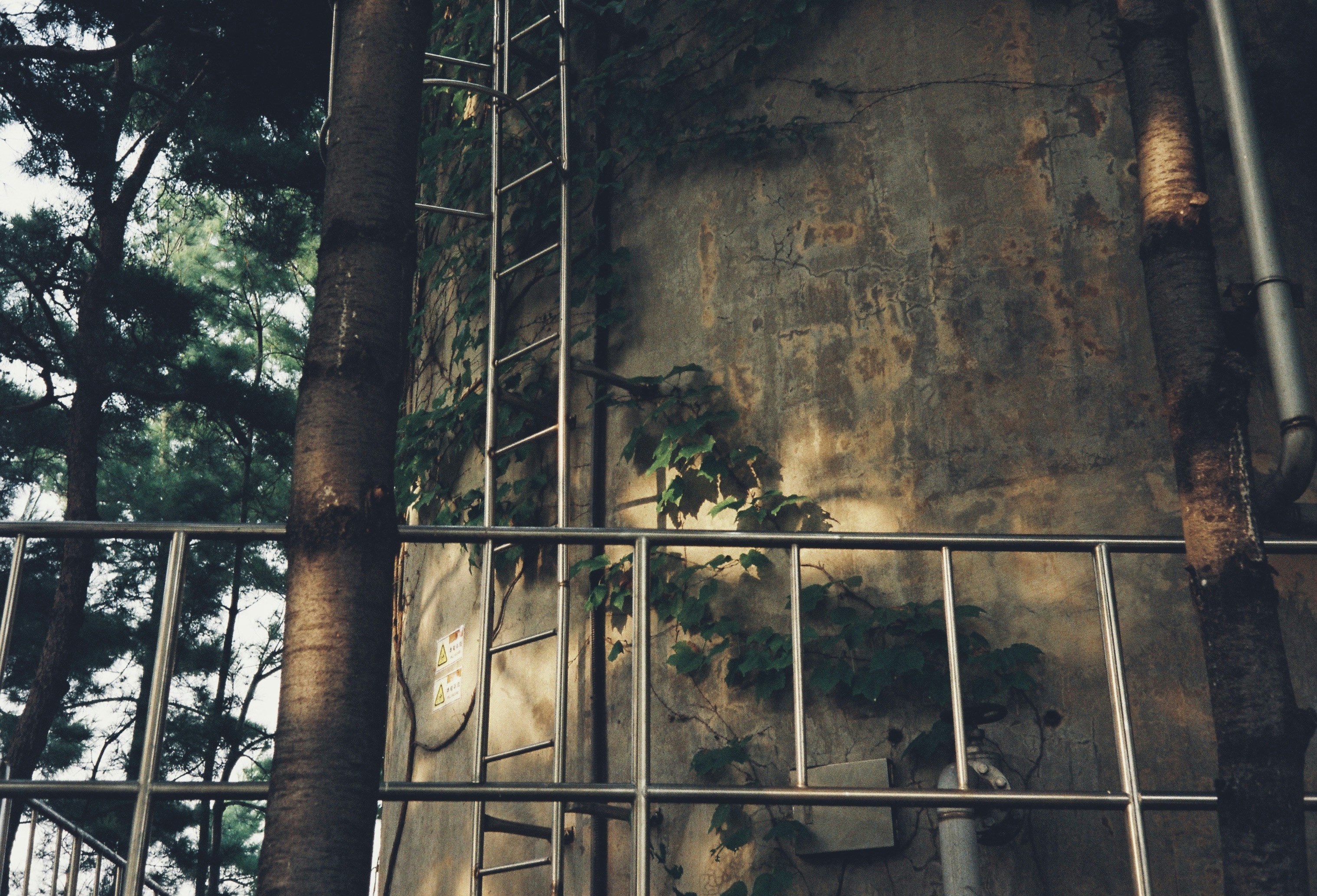 Photo by Clark Gu with Rollei 35 S