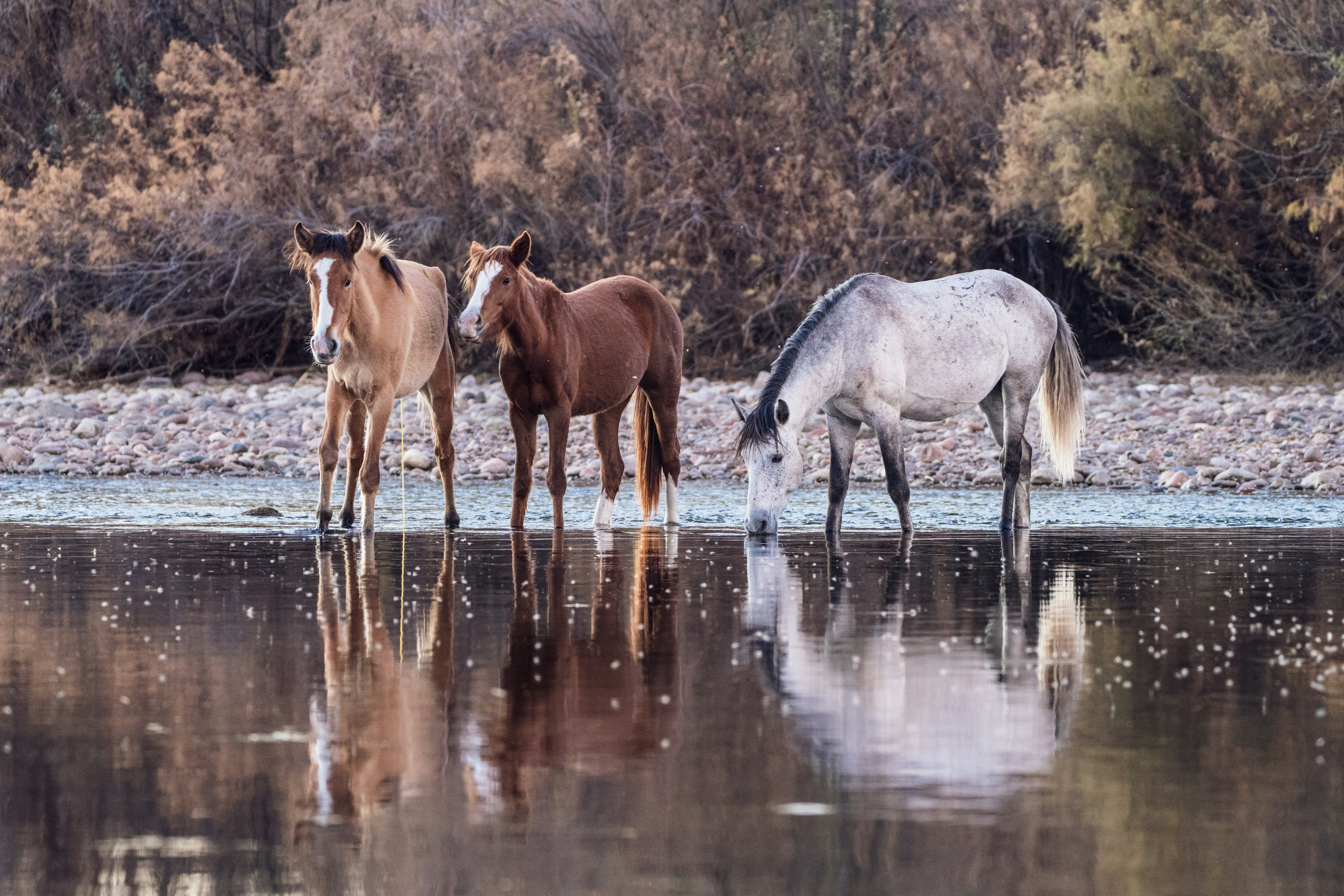 three horses are standing near a body of water