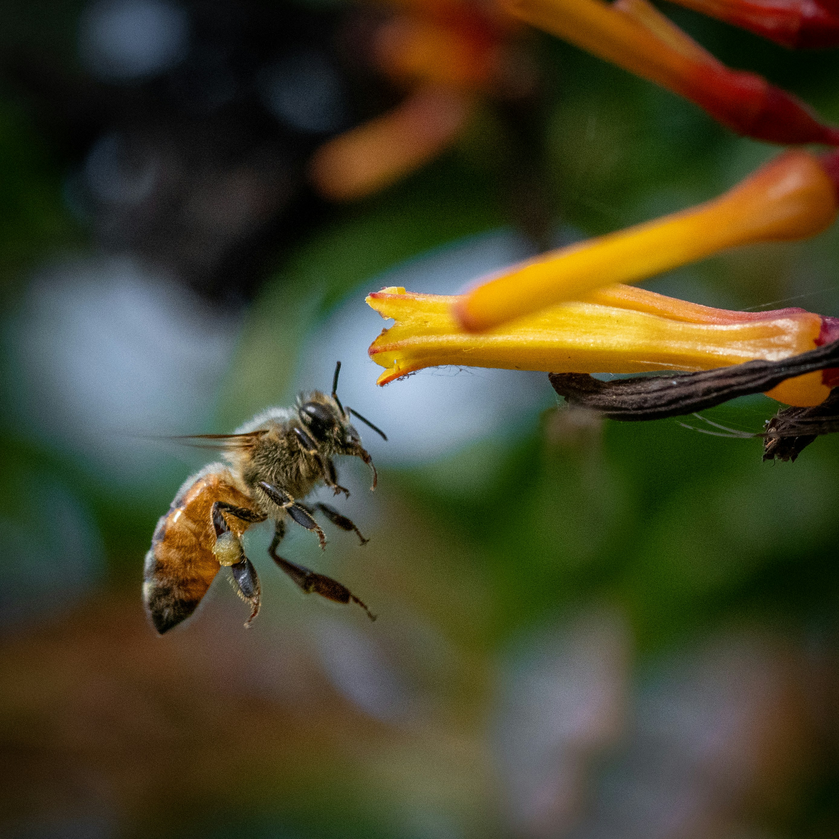 Nectar in Reach: A Honeybee Pauses Midflight at a Yellow Trumpet Bloom