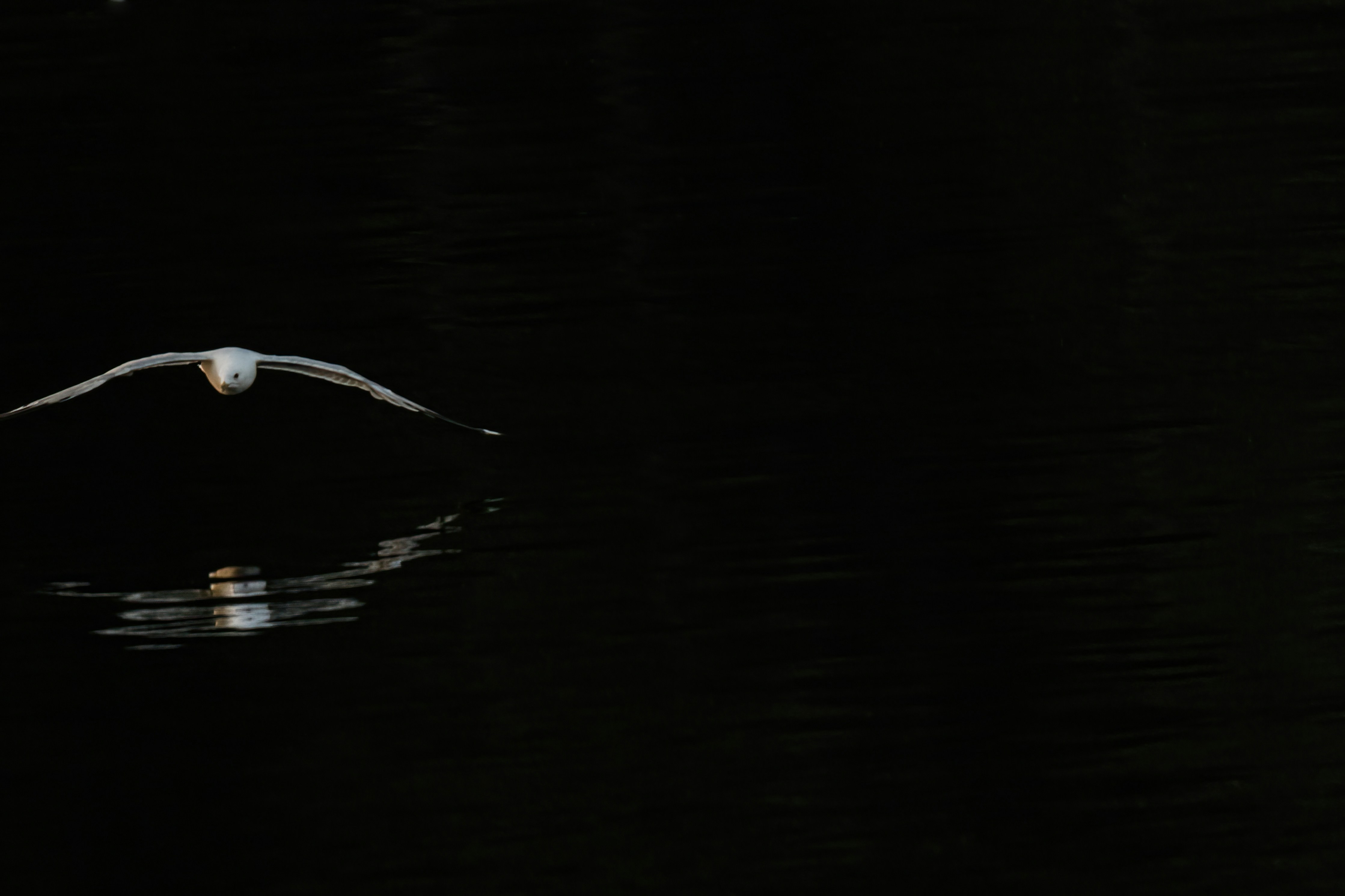 Lone Gull Skims a Dark Lake: A Quiet Arc