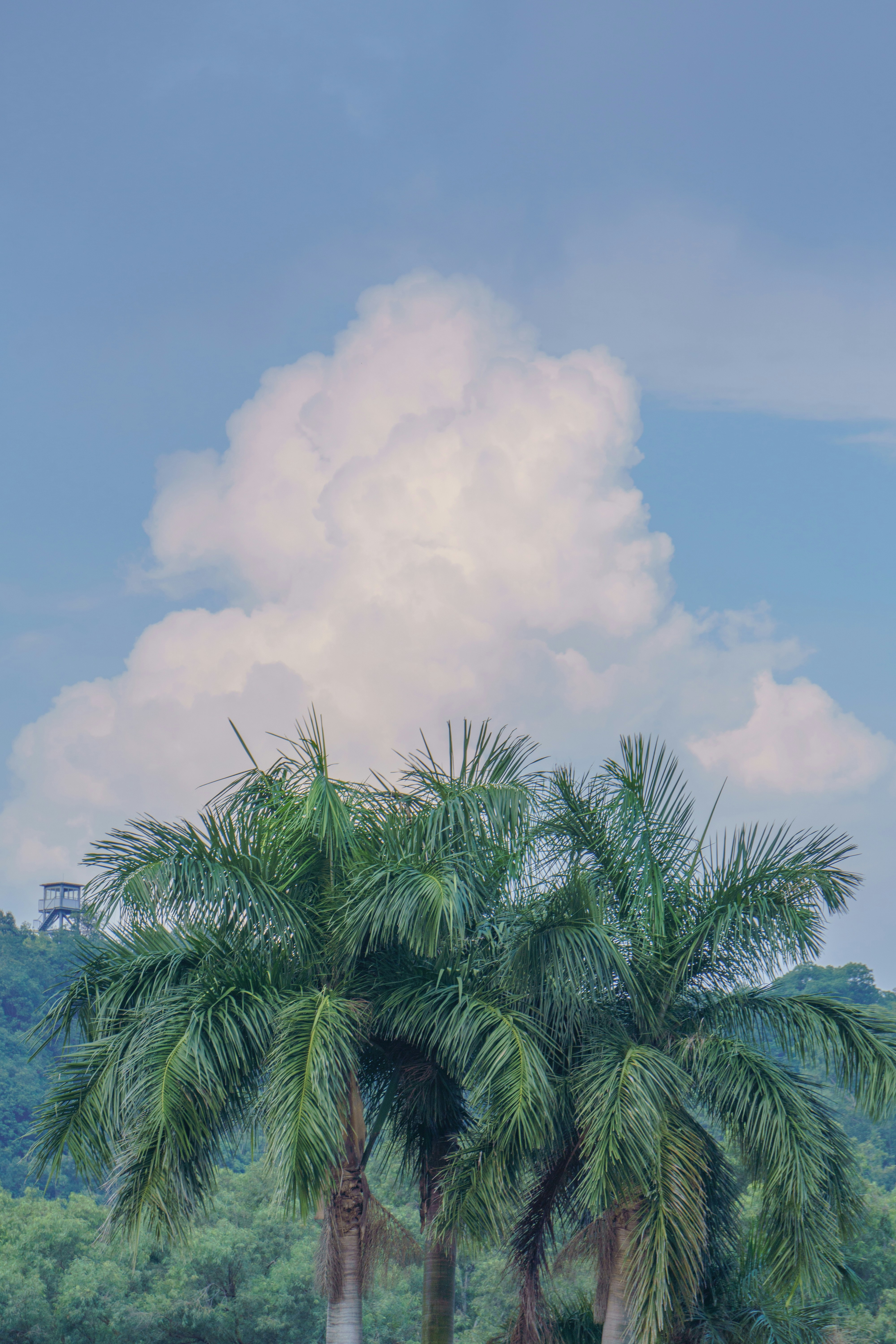 Palm canopy beneath a towering cloud over lush hillside