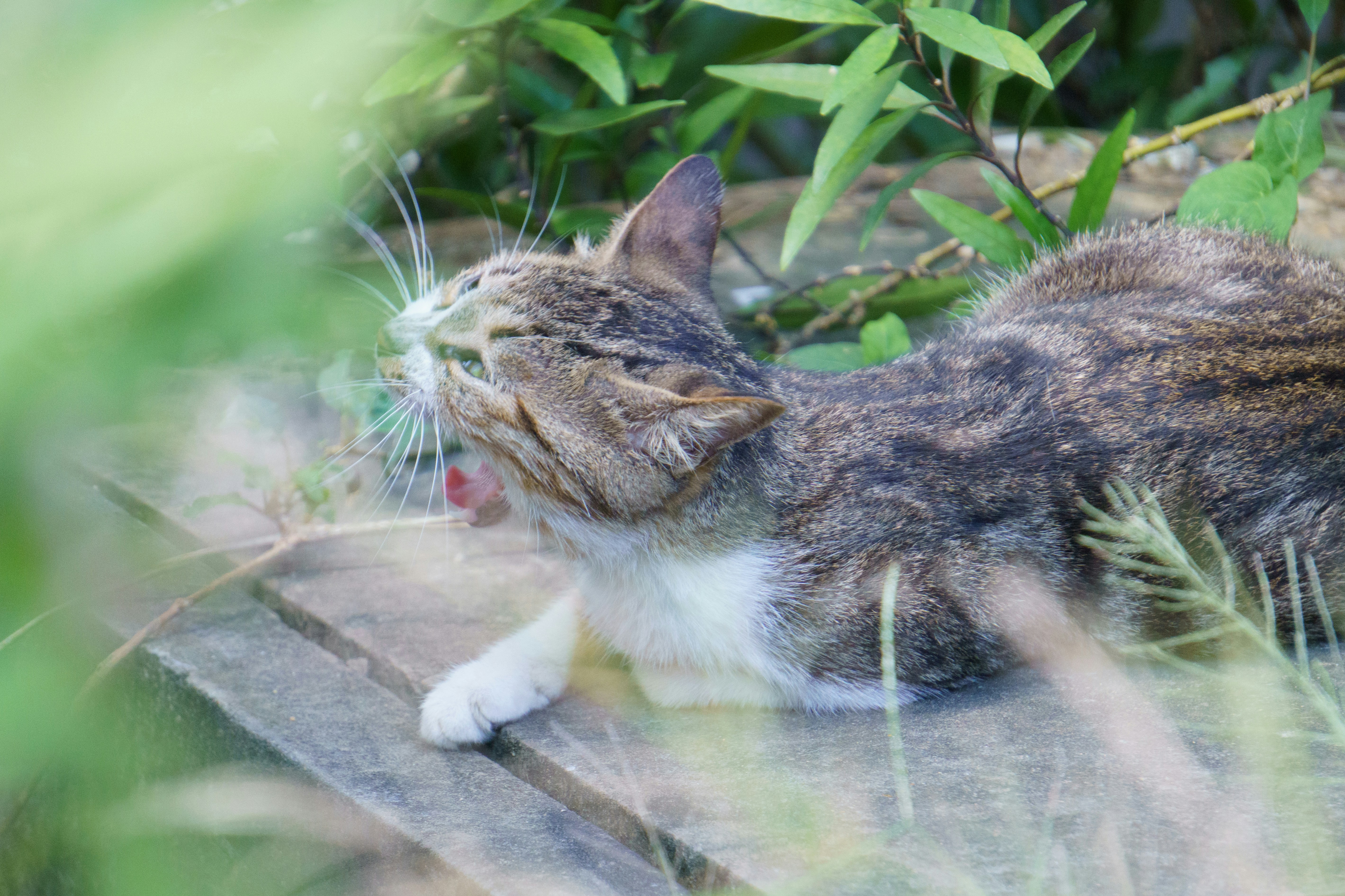 Hushed Coil of Fur: A Cat Reposes Amid Garden Leaves