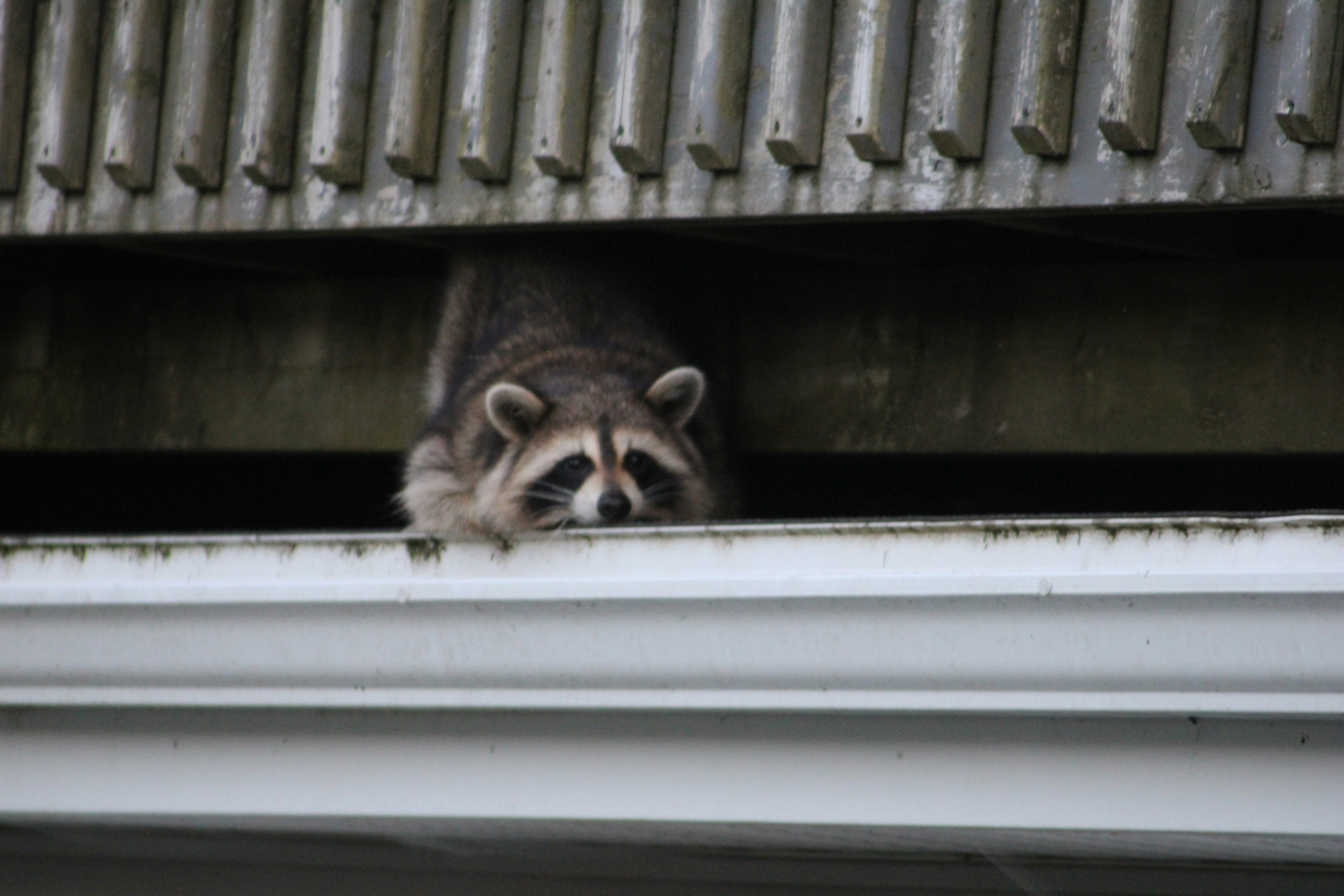 A raccoon is looking out of a window photo – Free Animal Image on Unsplash