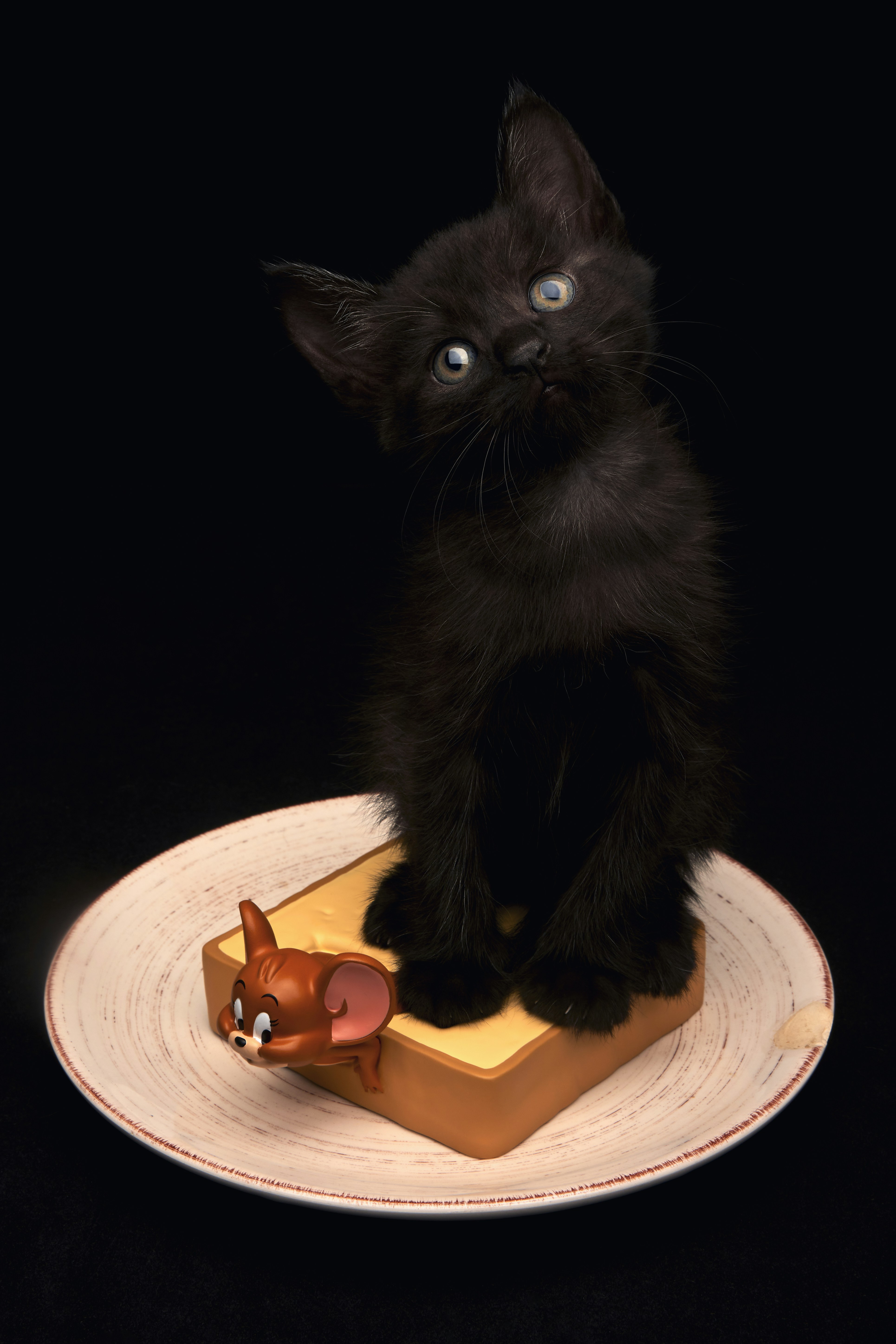 Nocturnal Whiskers on Toast: a curious black kitten confronts a toy mouse