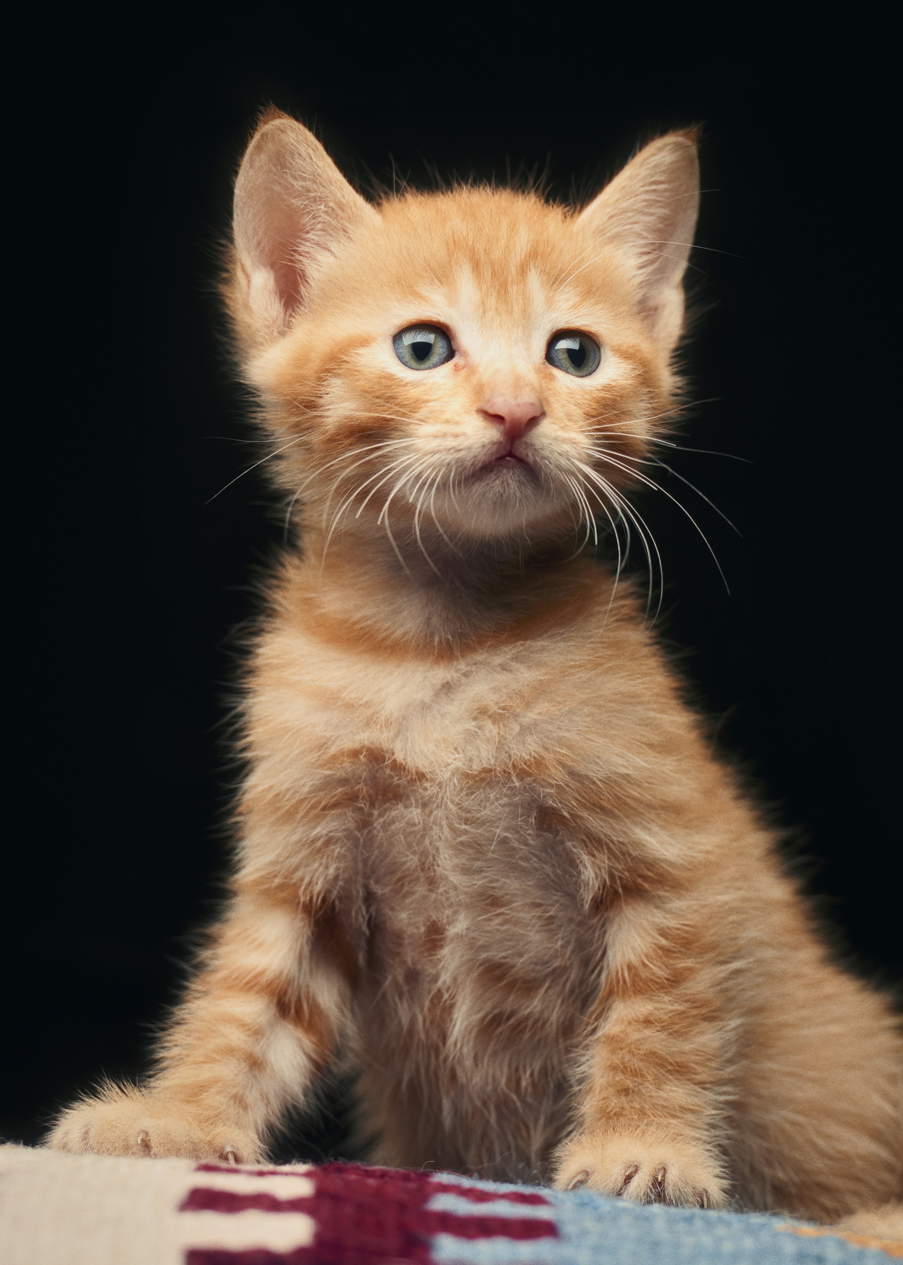 Curious Ginger Kitten Stares Upward with Wide Blue Eyes