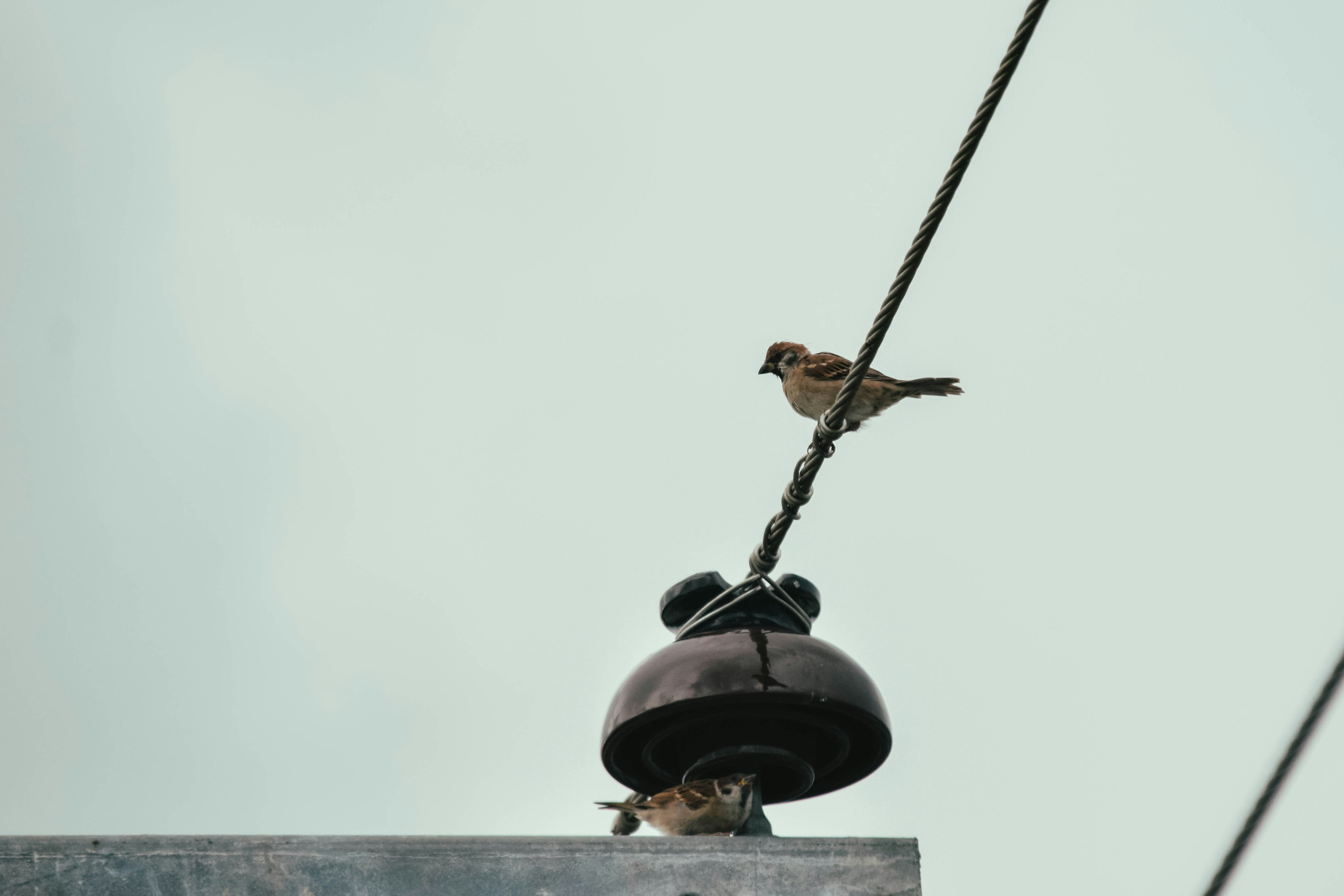 Highwire Sparrow Over a Quiet Rooftop Lamp