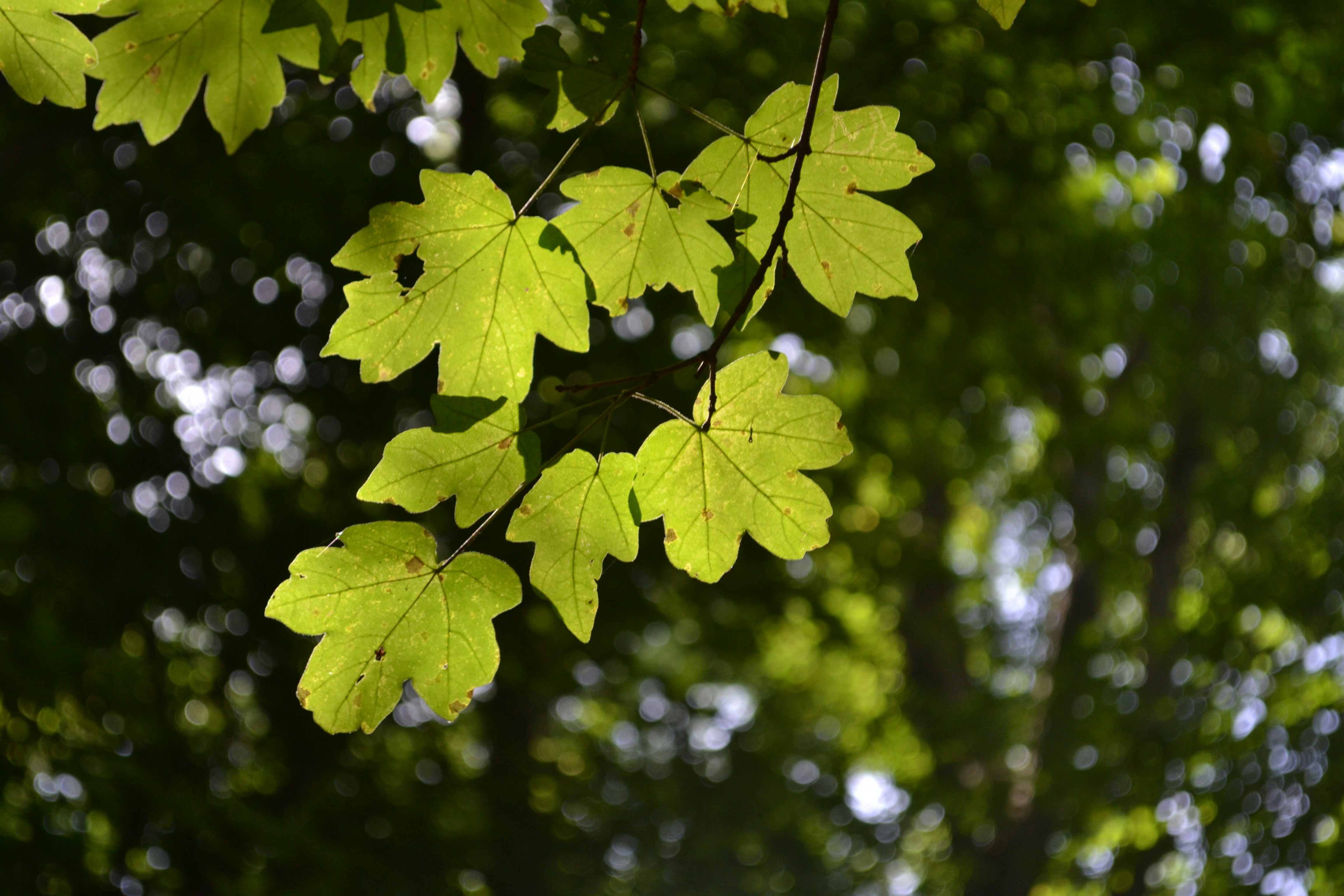 A close up of a green leafy tree photo – Free Nature Image on Unsplash