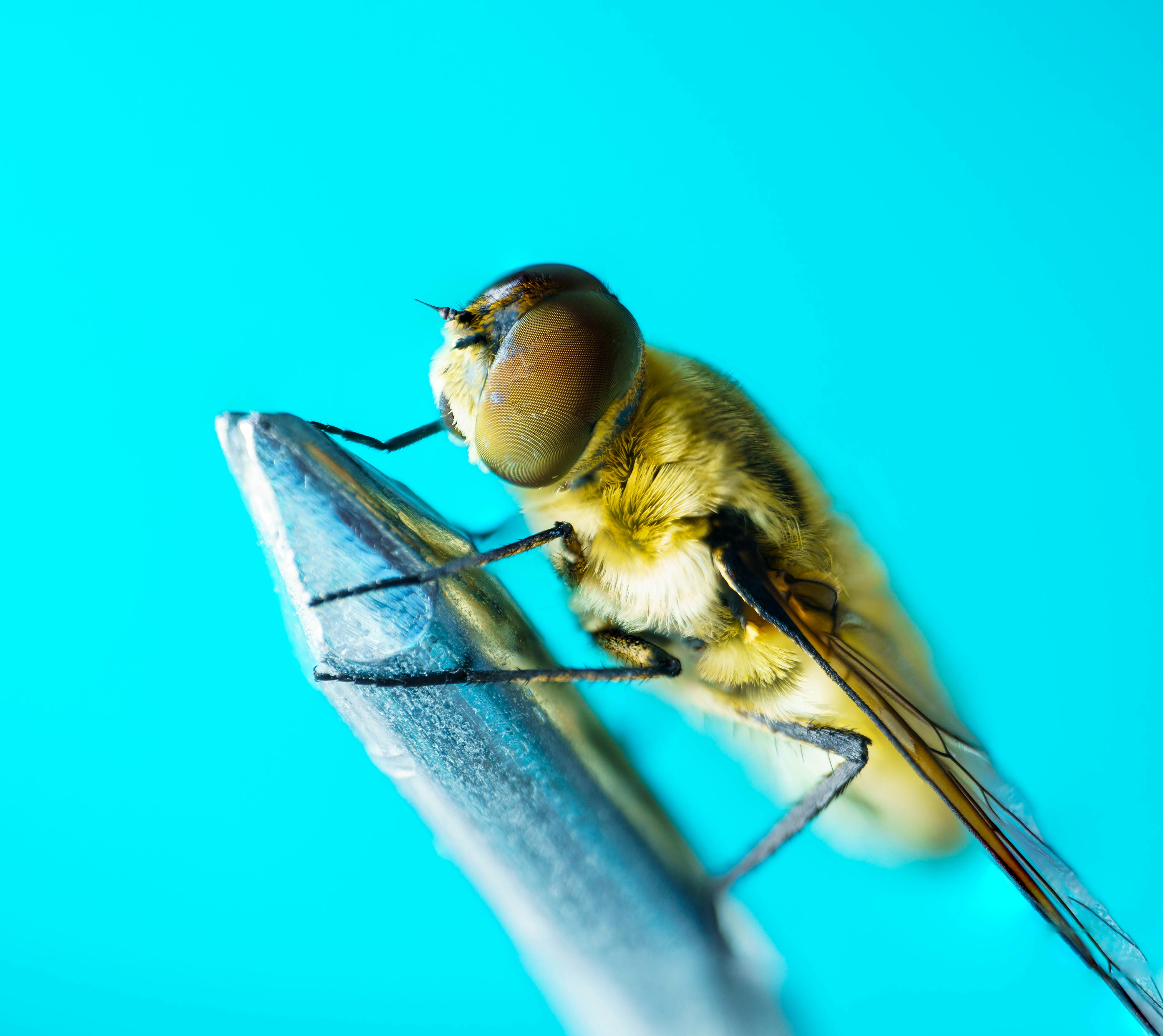 Fly's Perch on a Steel Edge