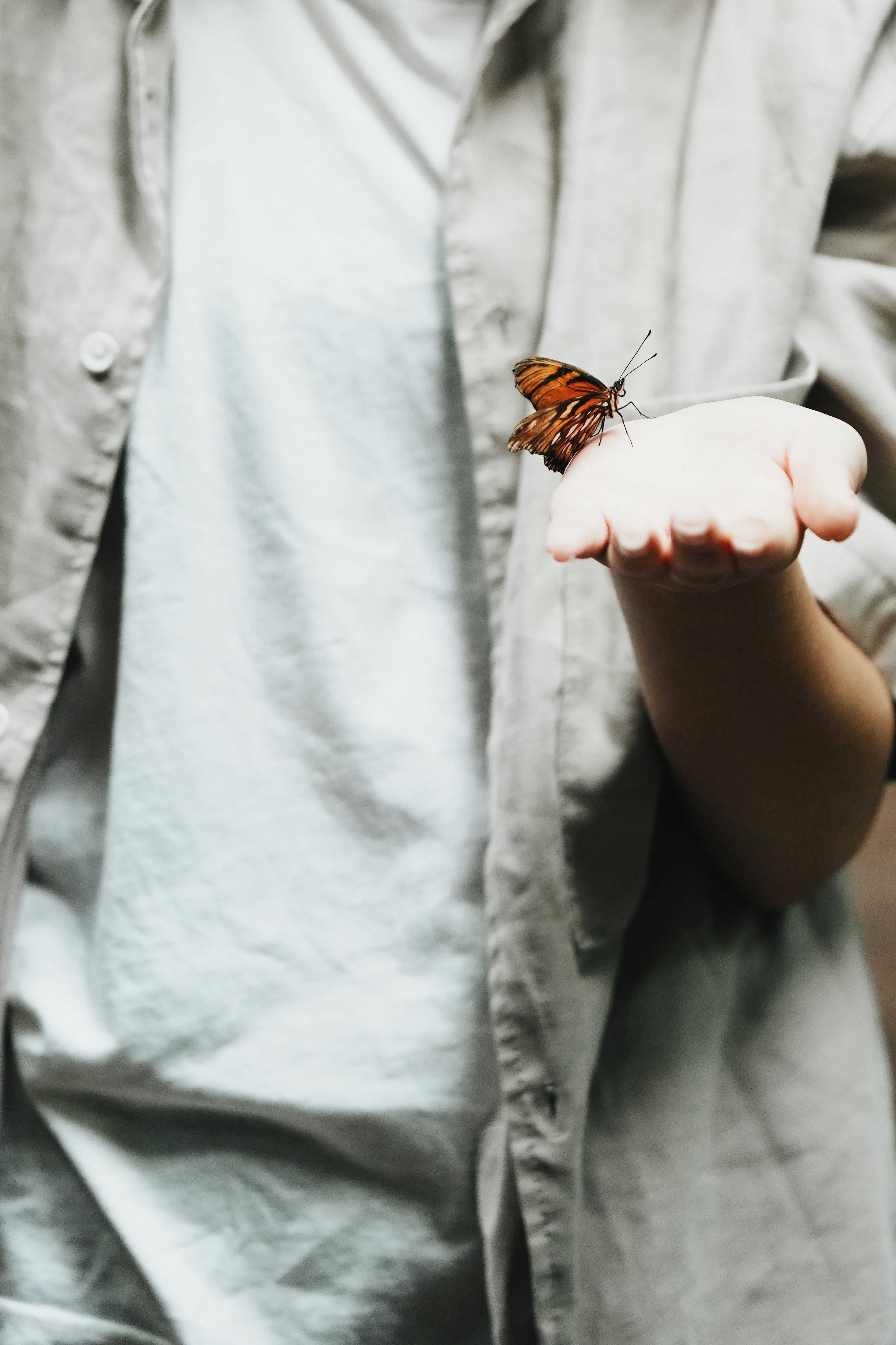 Butterfly on a Quiet Palm: A Close-Up Moment
