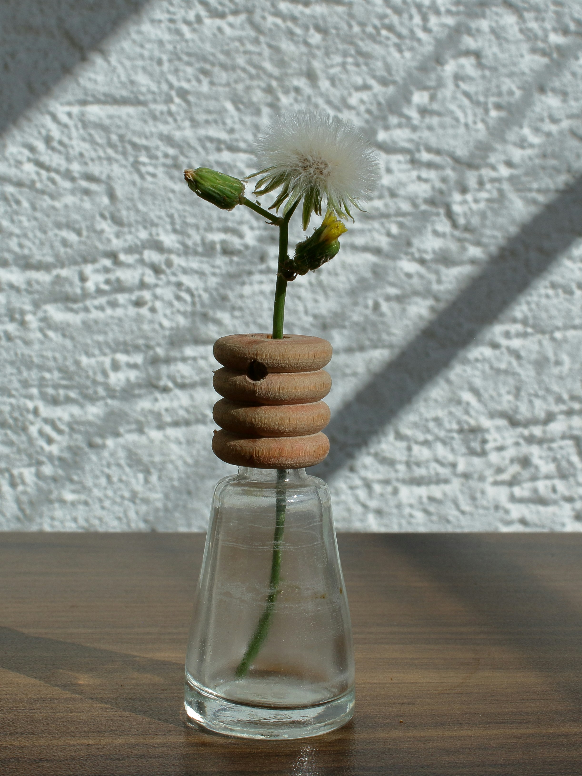 Dandelion Crown Rising Through a Ringed Stem in a Glass Vessel